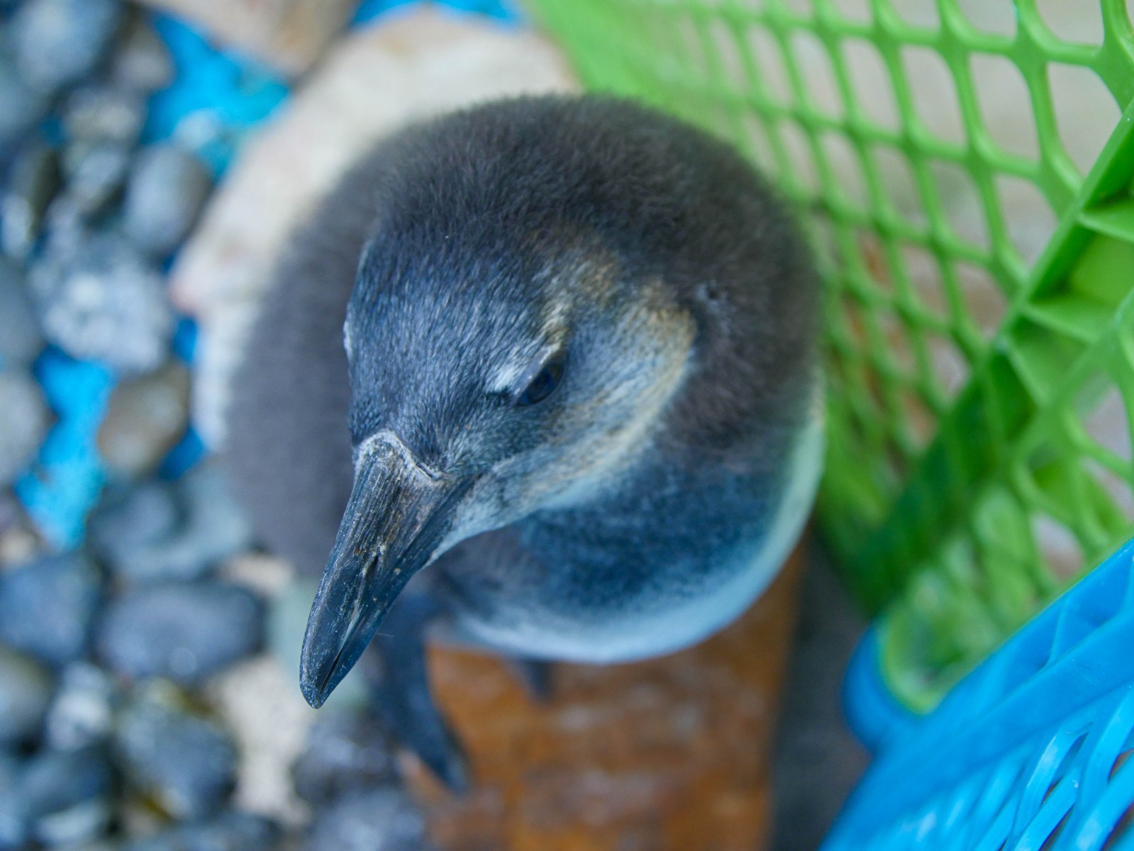 Audubon Aquarium Names Penguin Chick