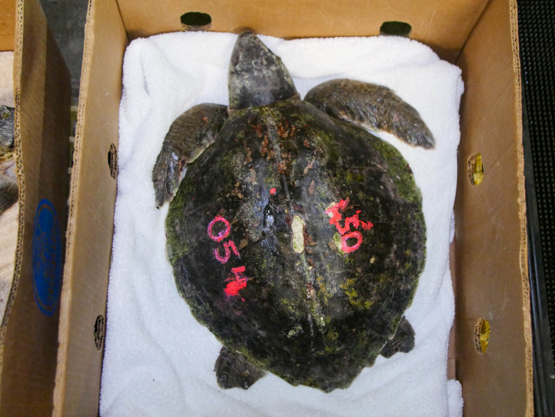 Critically Endangered Sea Turtles Arrive at Audubon for Care