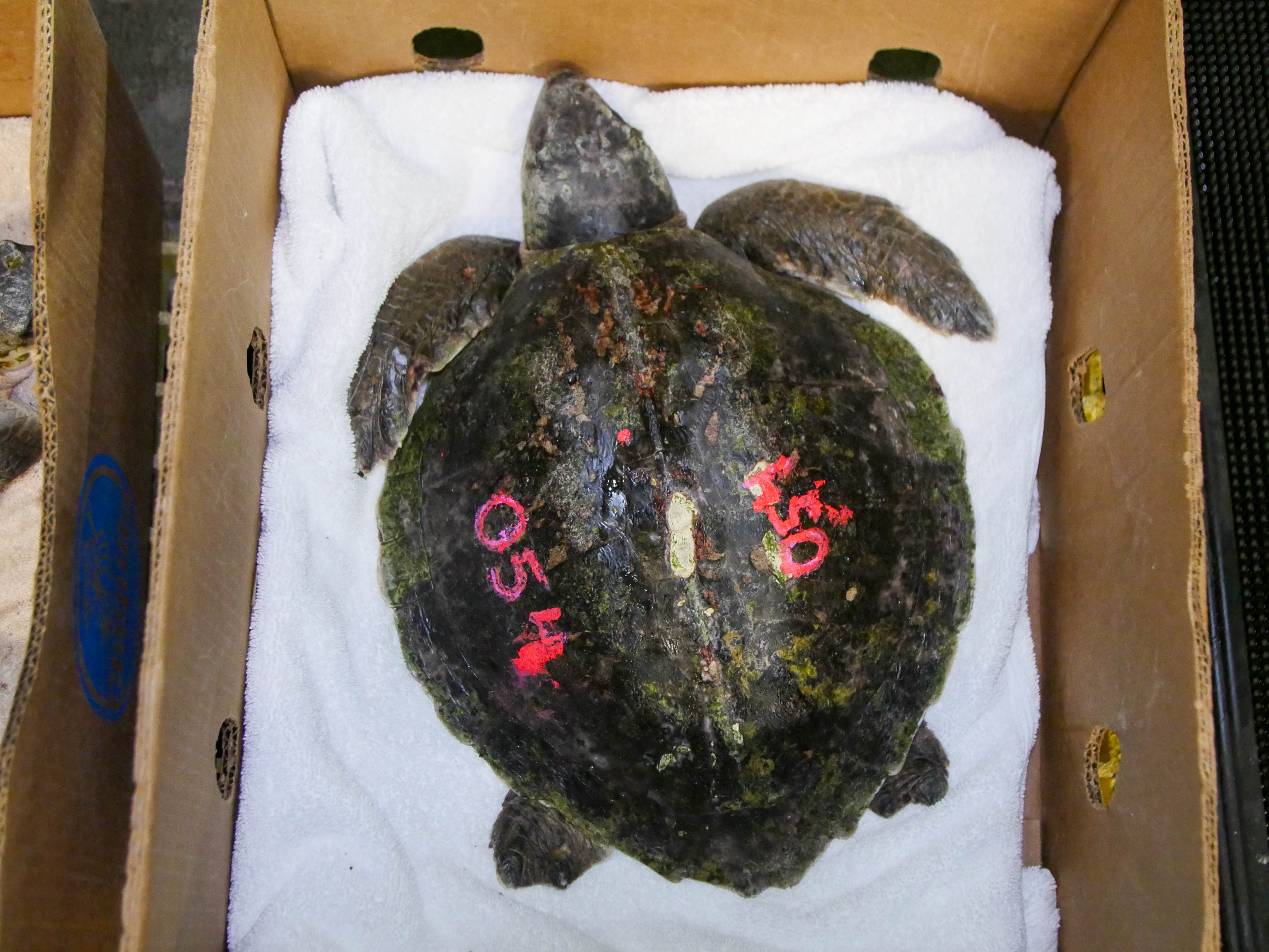 Critically Endangered Sea Turtles Arrive at Audubon for Care
