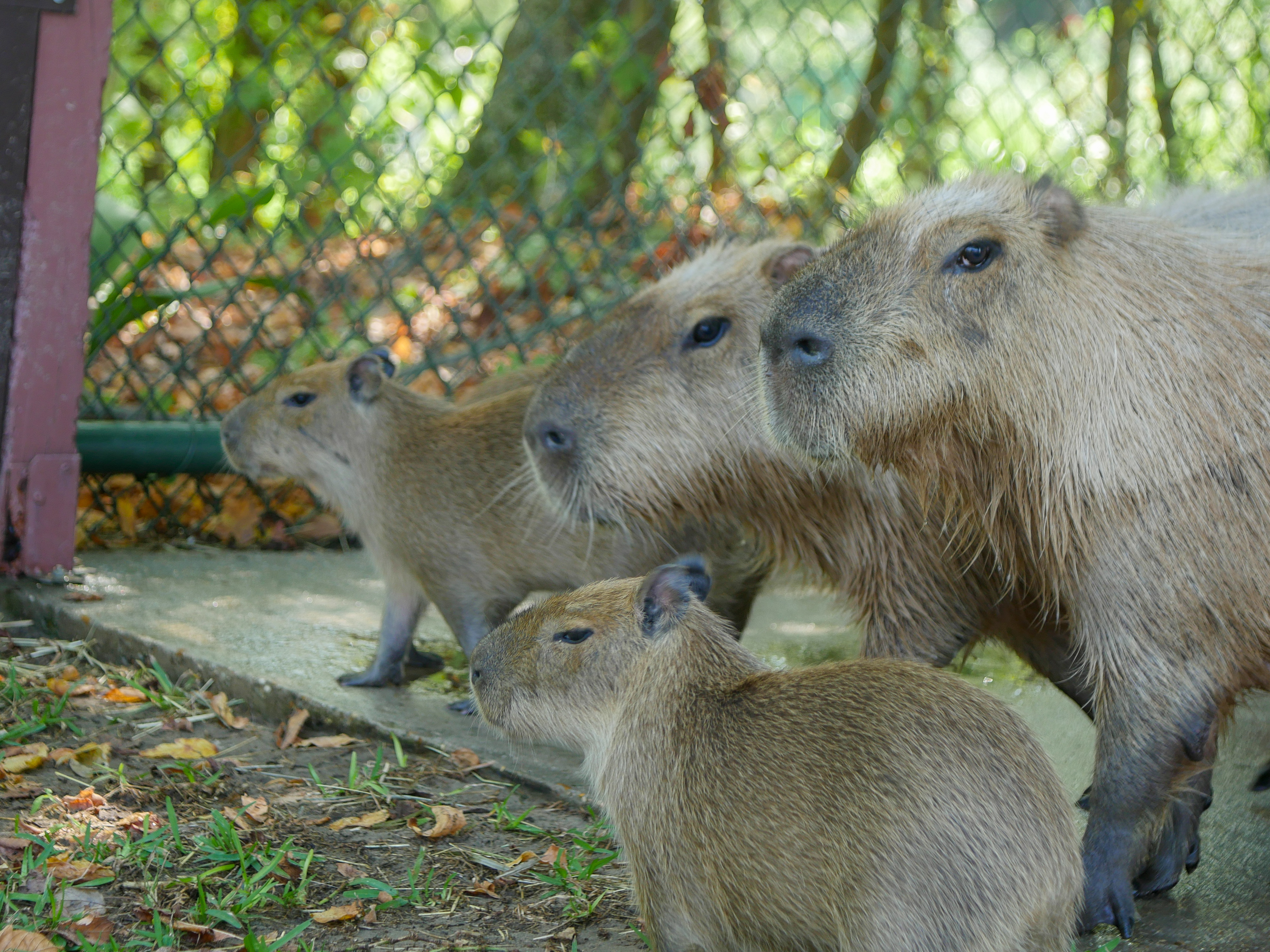 Audubon Zoo's Capybara Pups Named with Nod to New Orleans