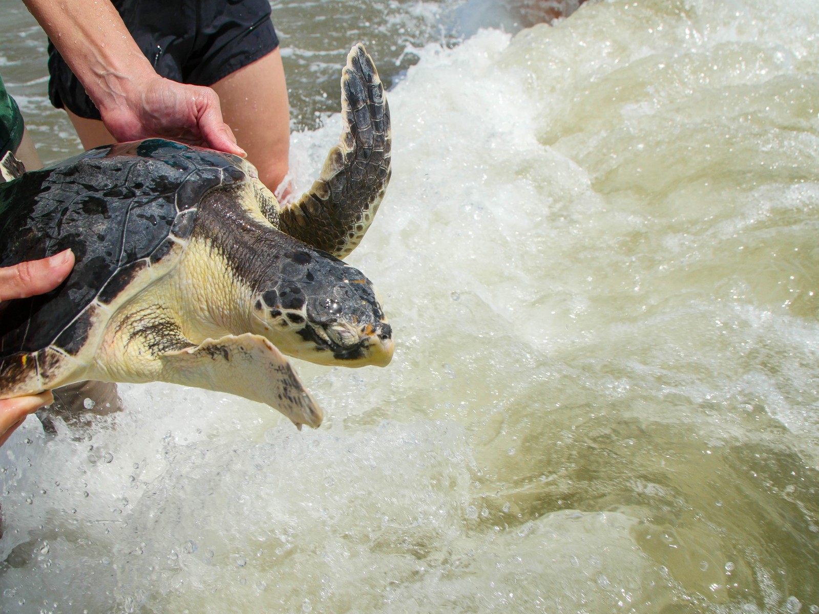 Audubon Coastal Wildlife Network Releases Nine Kemp’s Ridley Sea Turtles