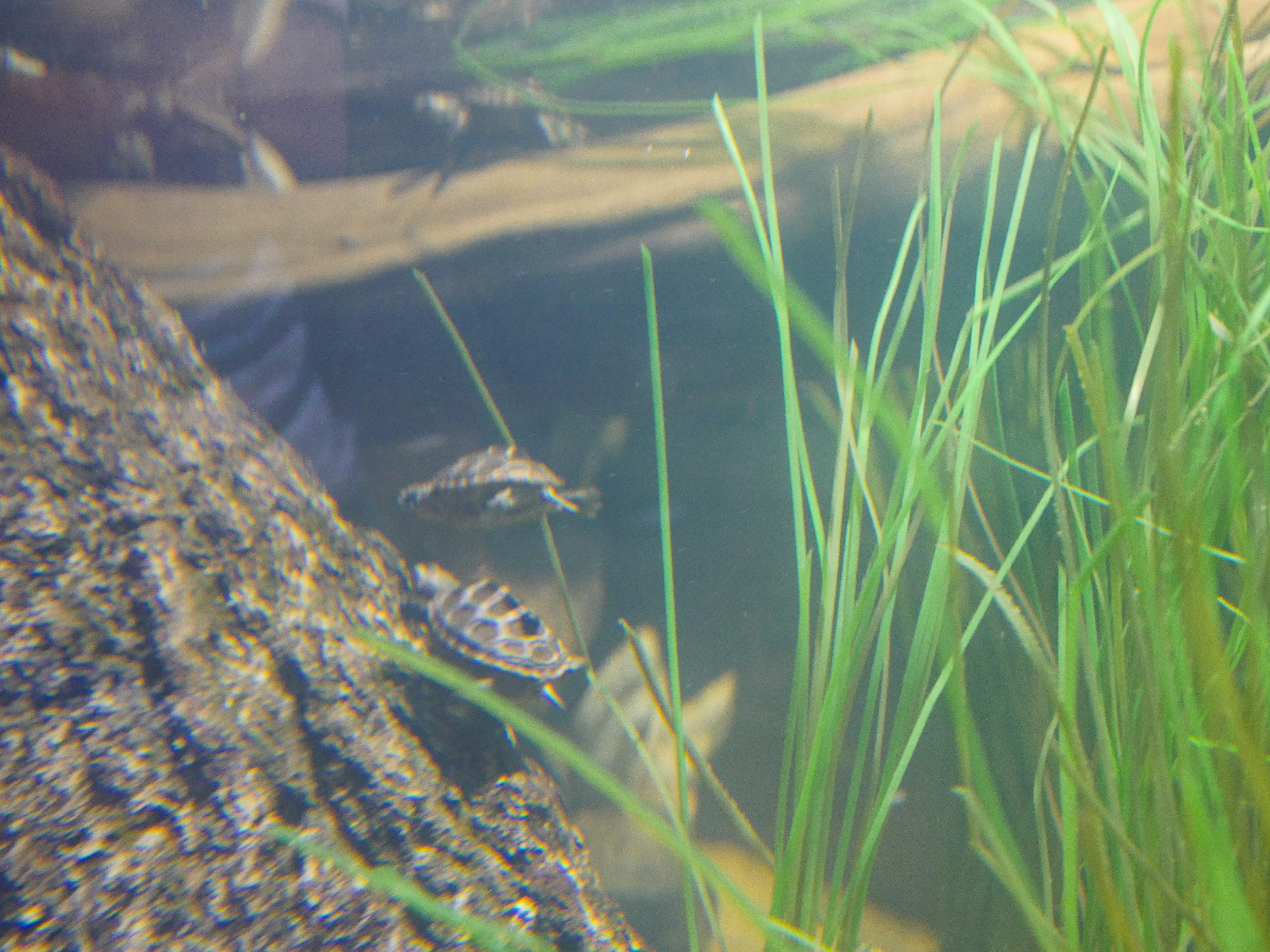 Audubon Aquarium Welcomes Diamondback Terrapins