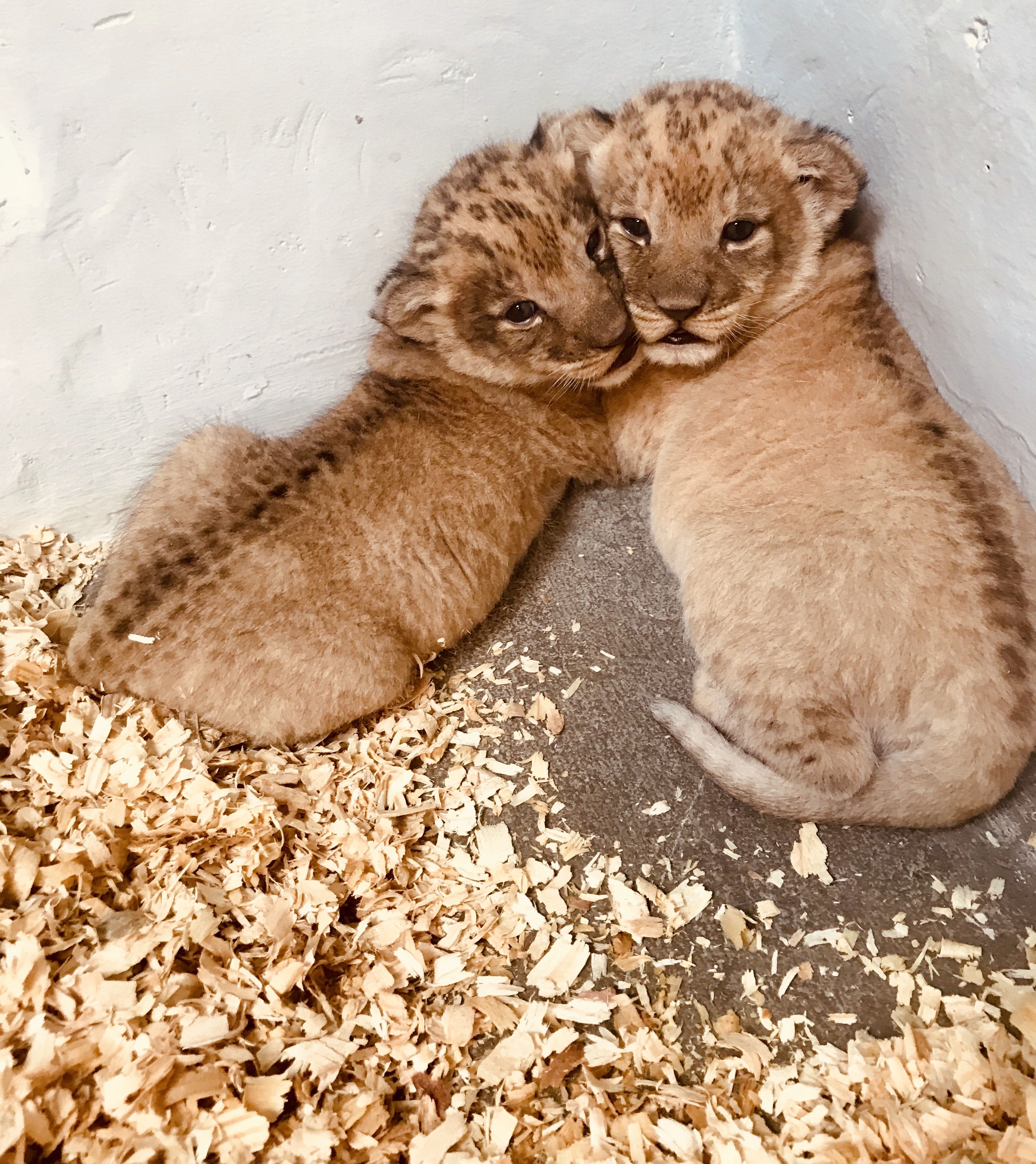 Audubon Zoo Announces Lion Cub Names
