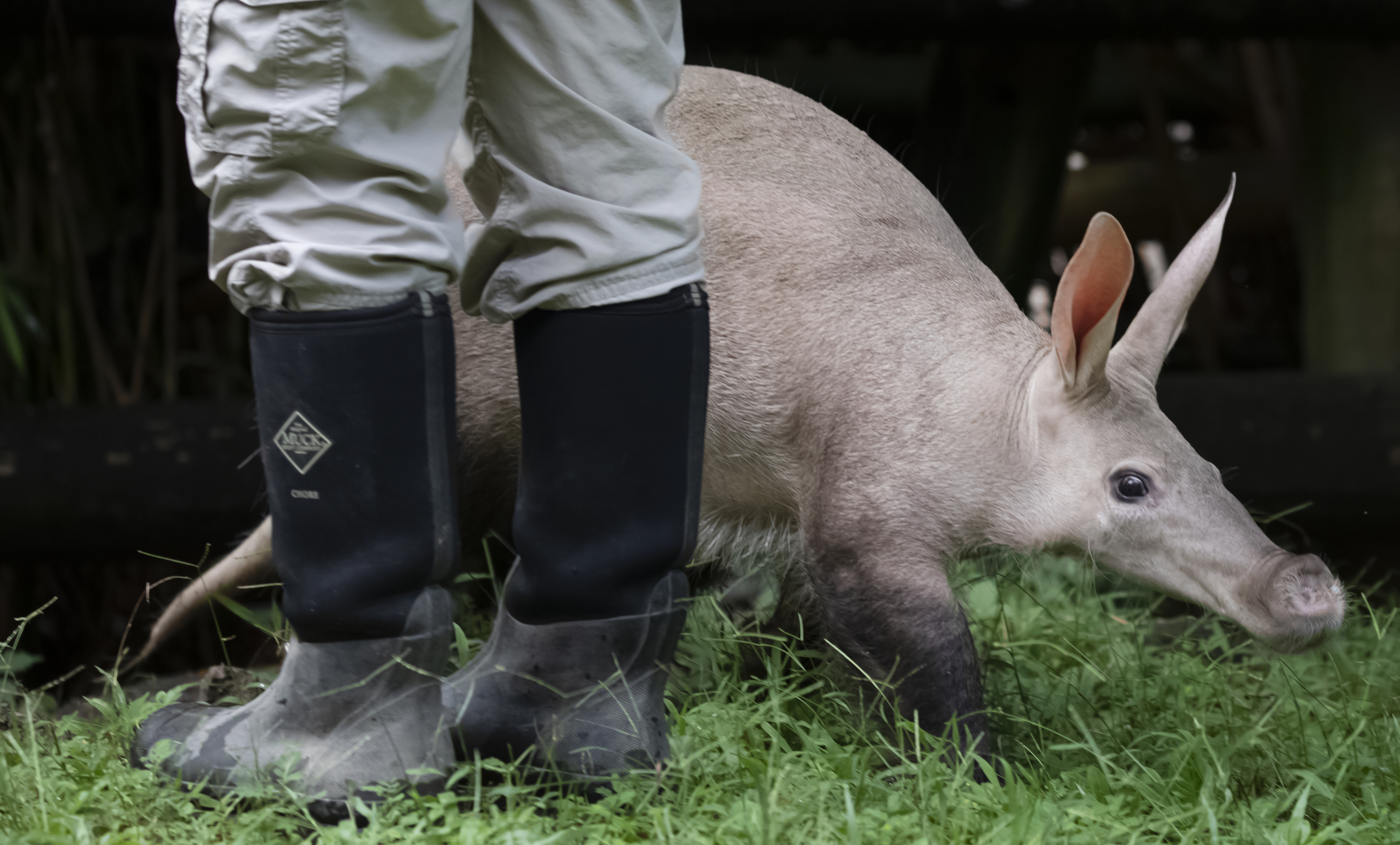 Earth Pig Forecasts Weather at Audubon Zoo