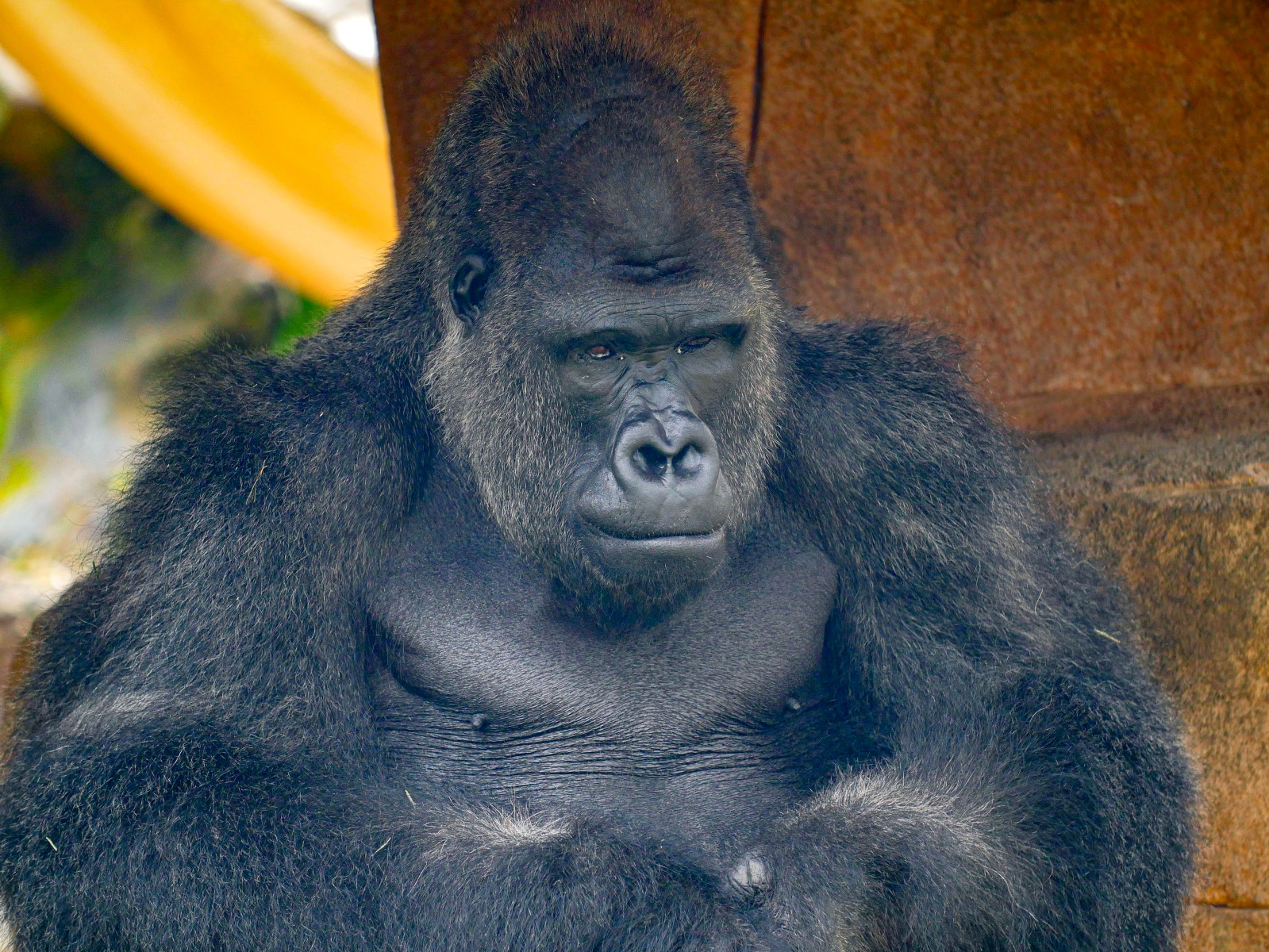 Recycle Old Tech and Help Gorillas