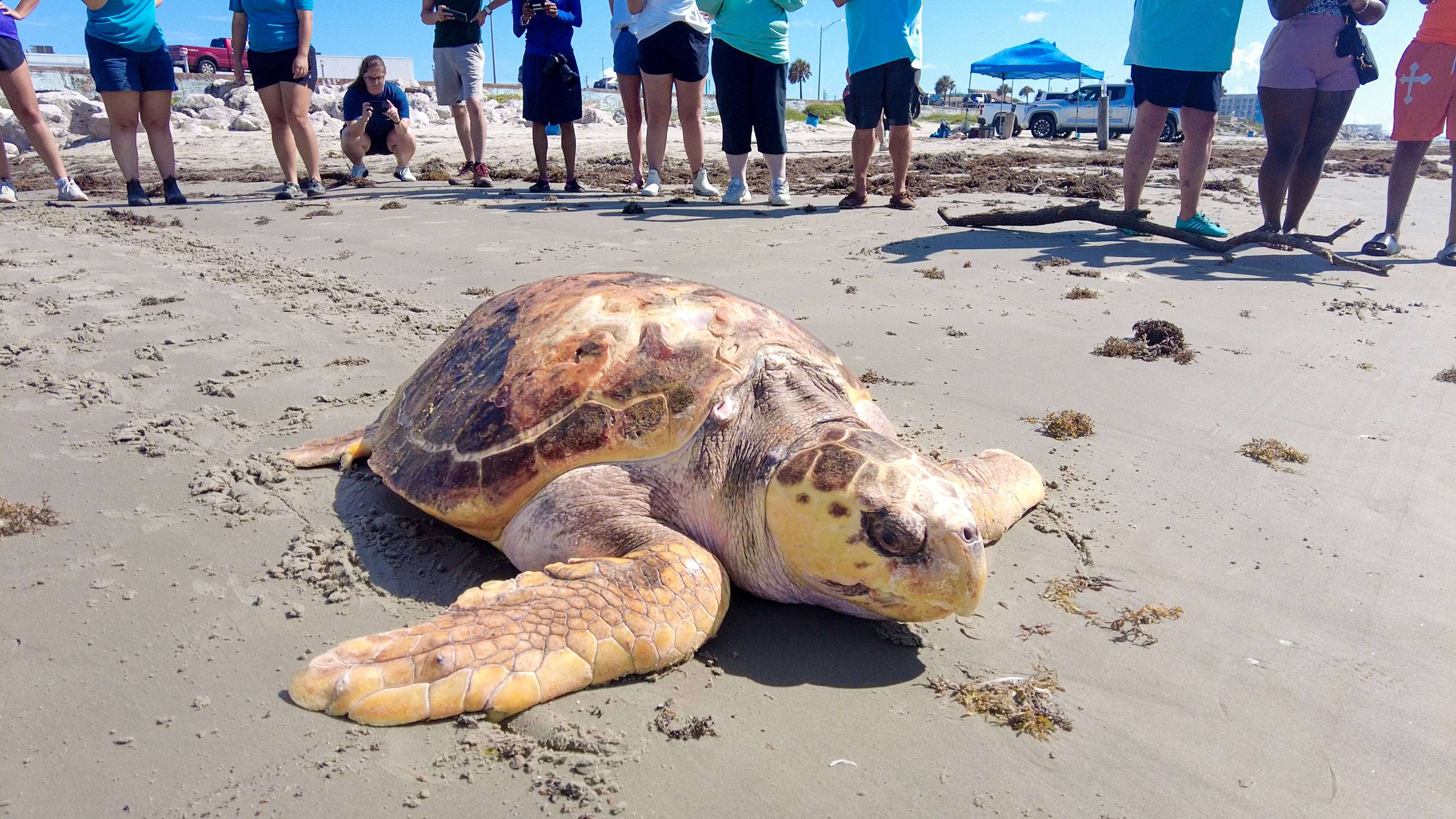 Audubon Aquarium Releases Three Sea Turtles