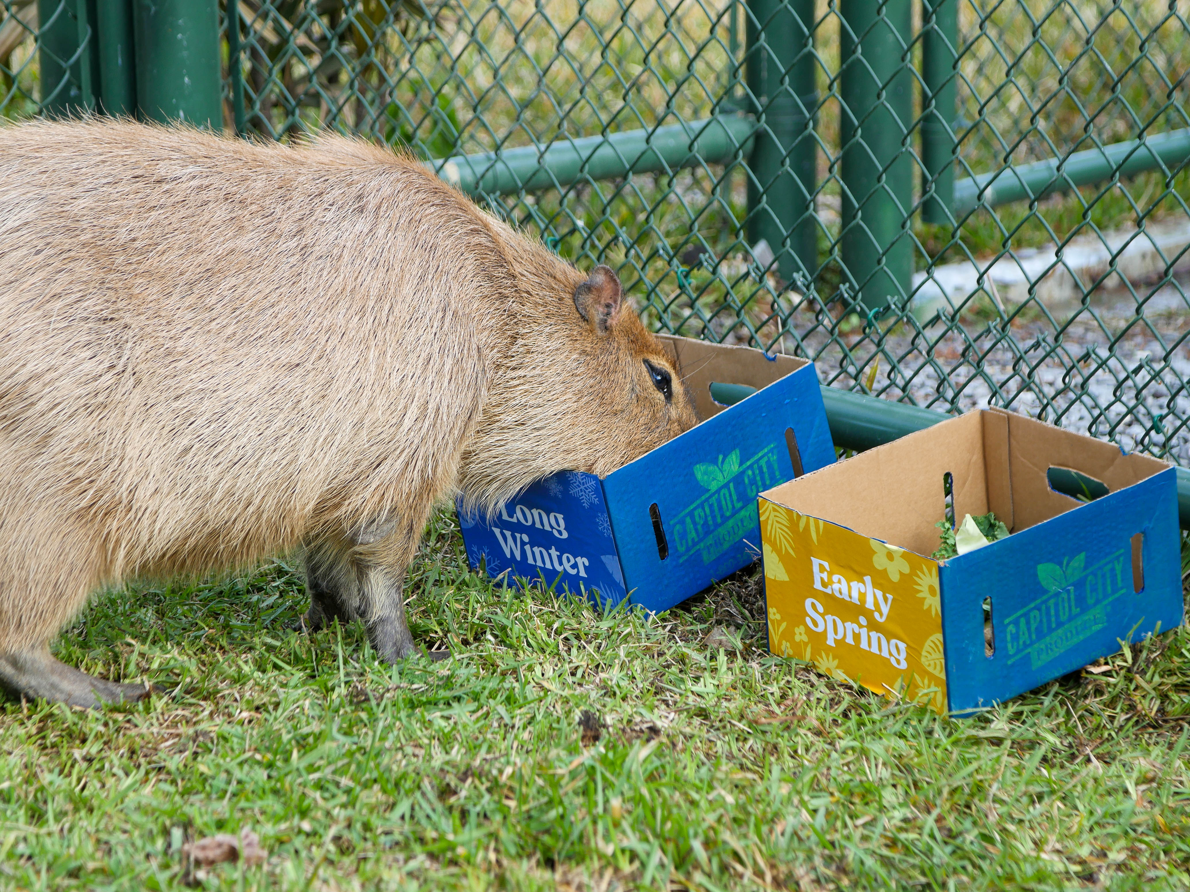 Audubon Zoo Animals Announce Forecast