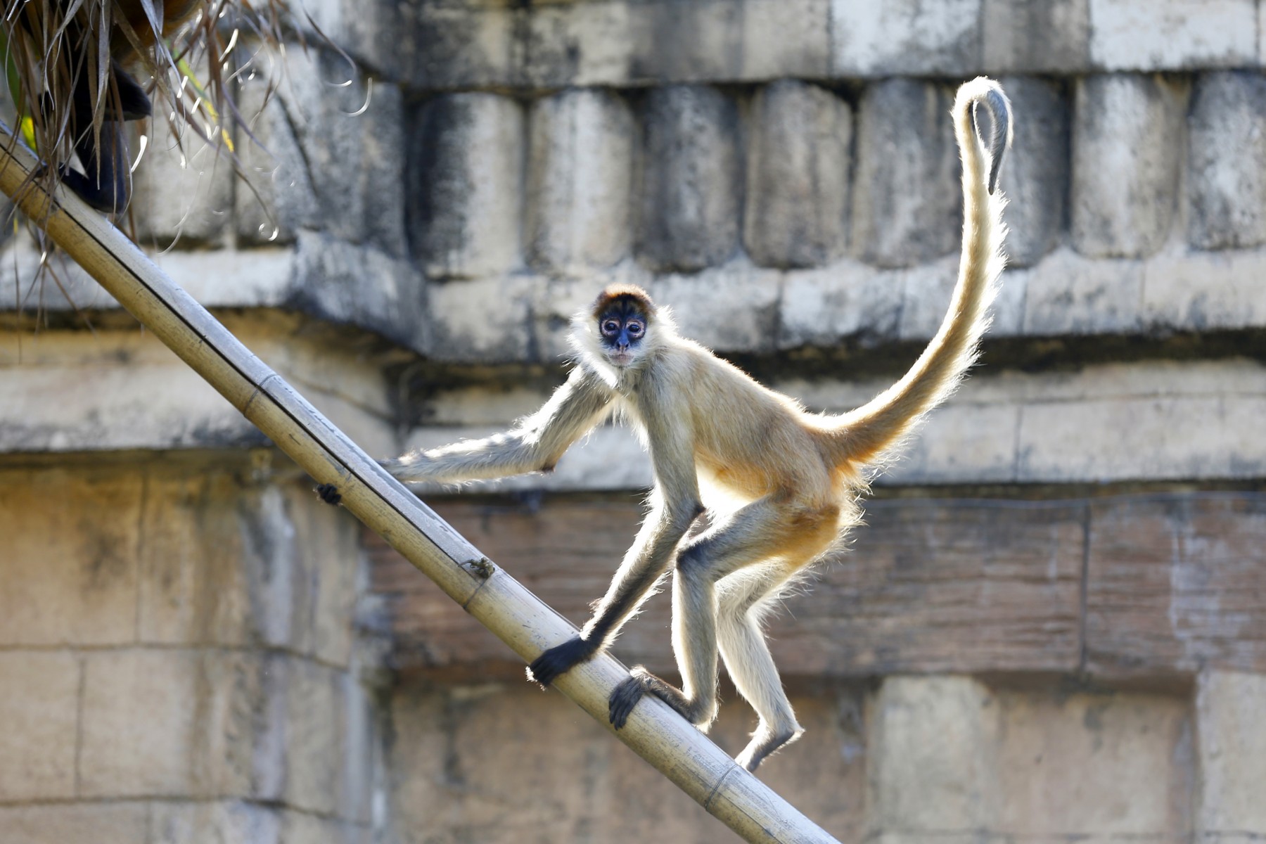 Audubon Celebrates Spider Monkeys at 2023 Zoo-To-Do Events