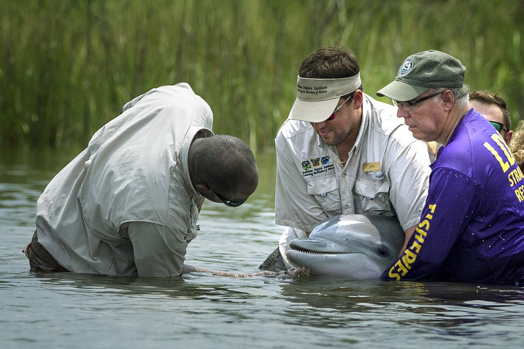 First Dolphin to be Rescued and Released in Louisiana is Doing Well in ...