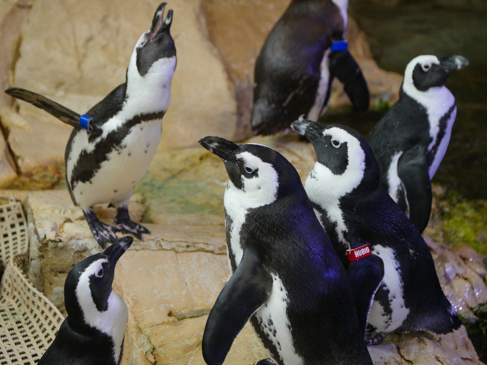 Audubon Aquarium on Penguin Egg Hatch Watch