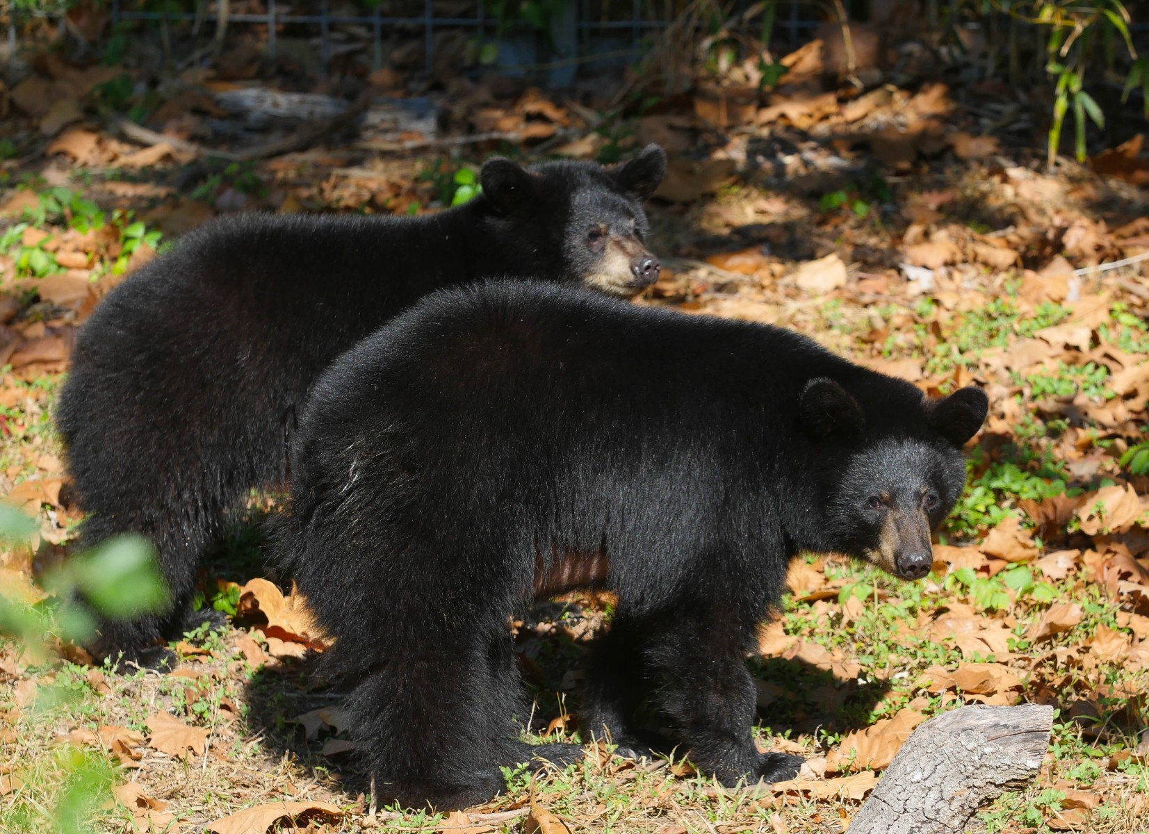 Audubon Zoo's Three Bear Cubs Enjoy New Home