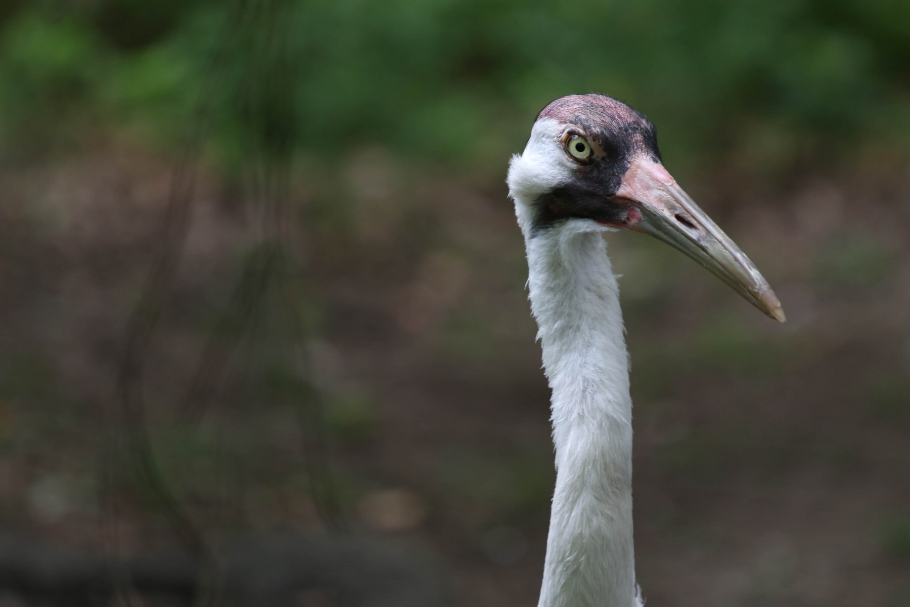 Audubon Zoo Celebrates Whooping Crane Day