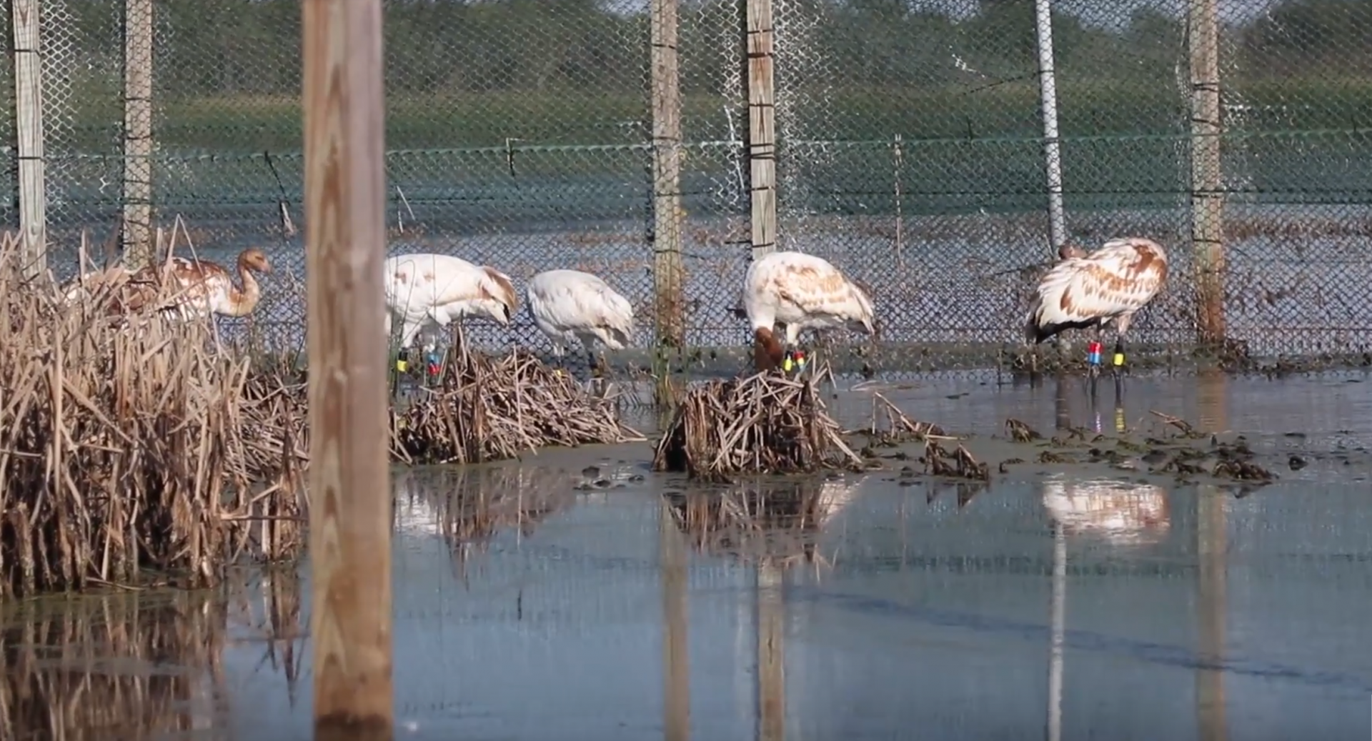 Audubon Nature Institute Helps to Release 12 Endangered Whooping Cranes ...