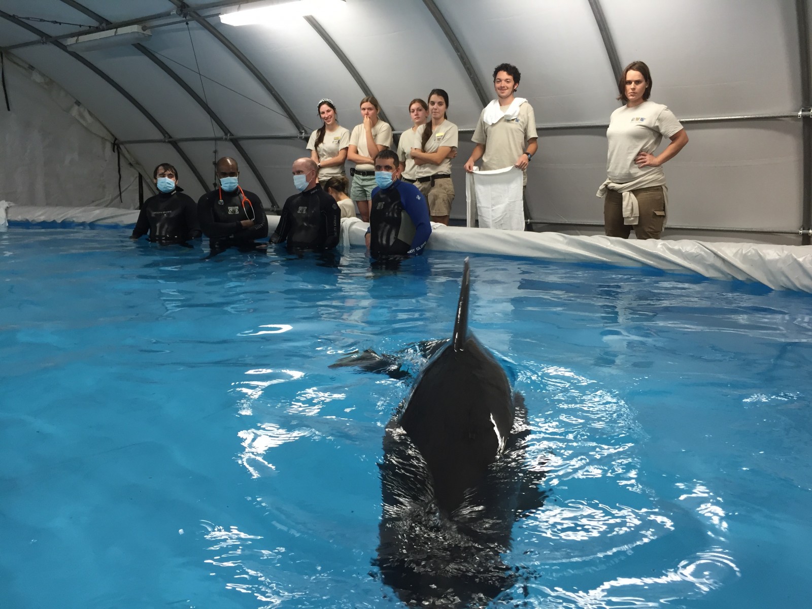 Rescued and Rehabilitated Juvenile Dolphin Released Back into the Gulf ...