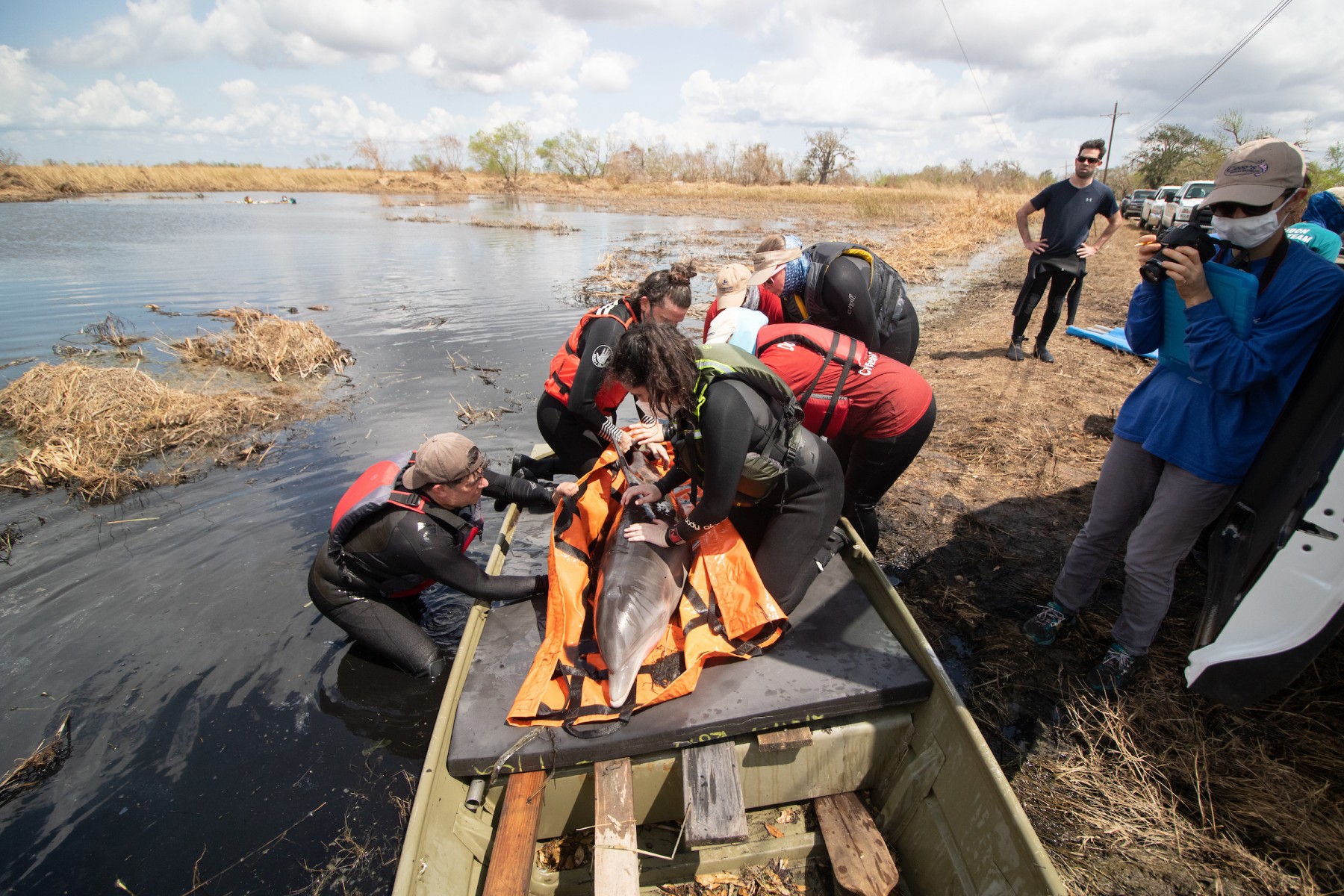 Audubon Coastal Wildlife Network Rescues Dolphin in Wake of Hurricane Laura