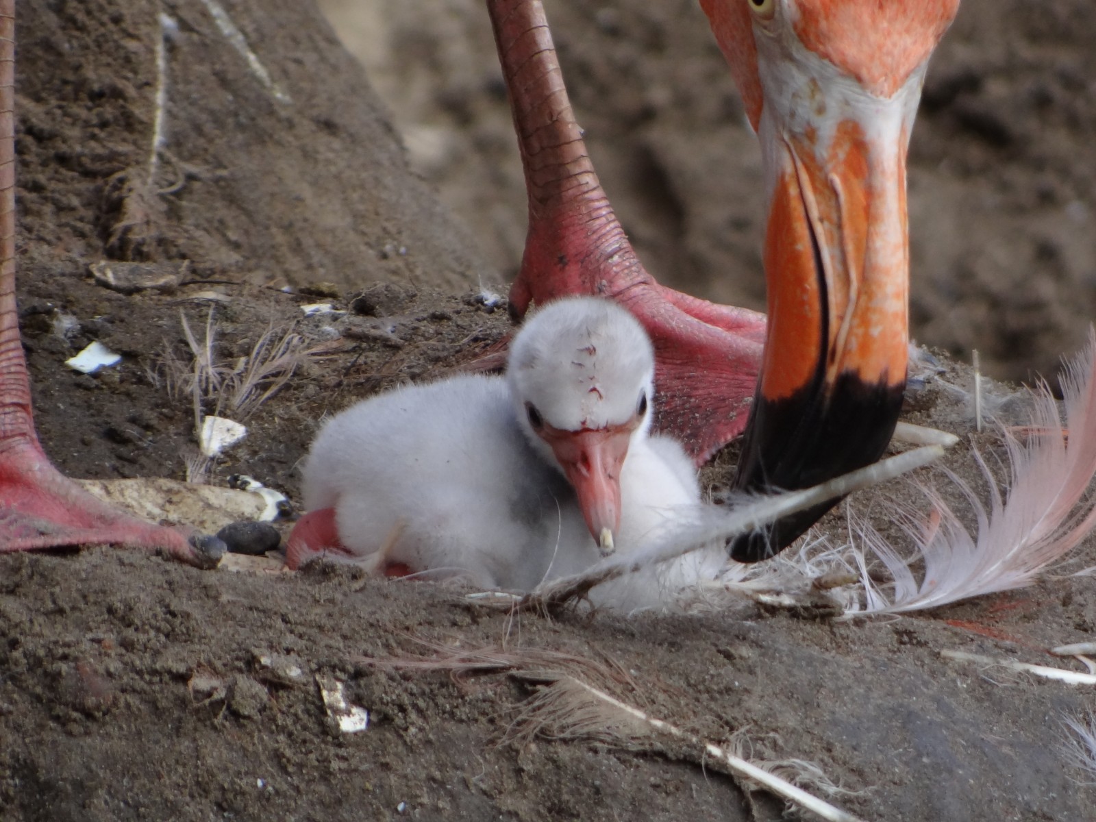 Audubon Zoo Welcomes Adorable Flamingo Chick