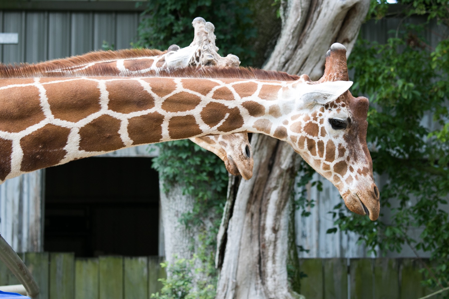 Jefferson Parish Residents Get Half-Priced Admission at Audubon Nature ...
