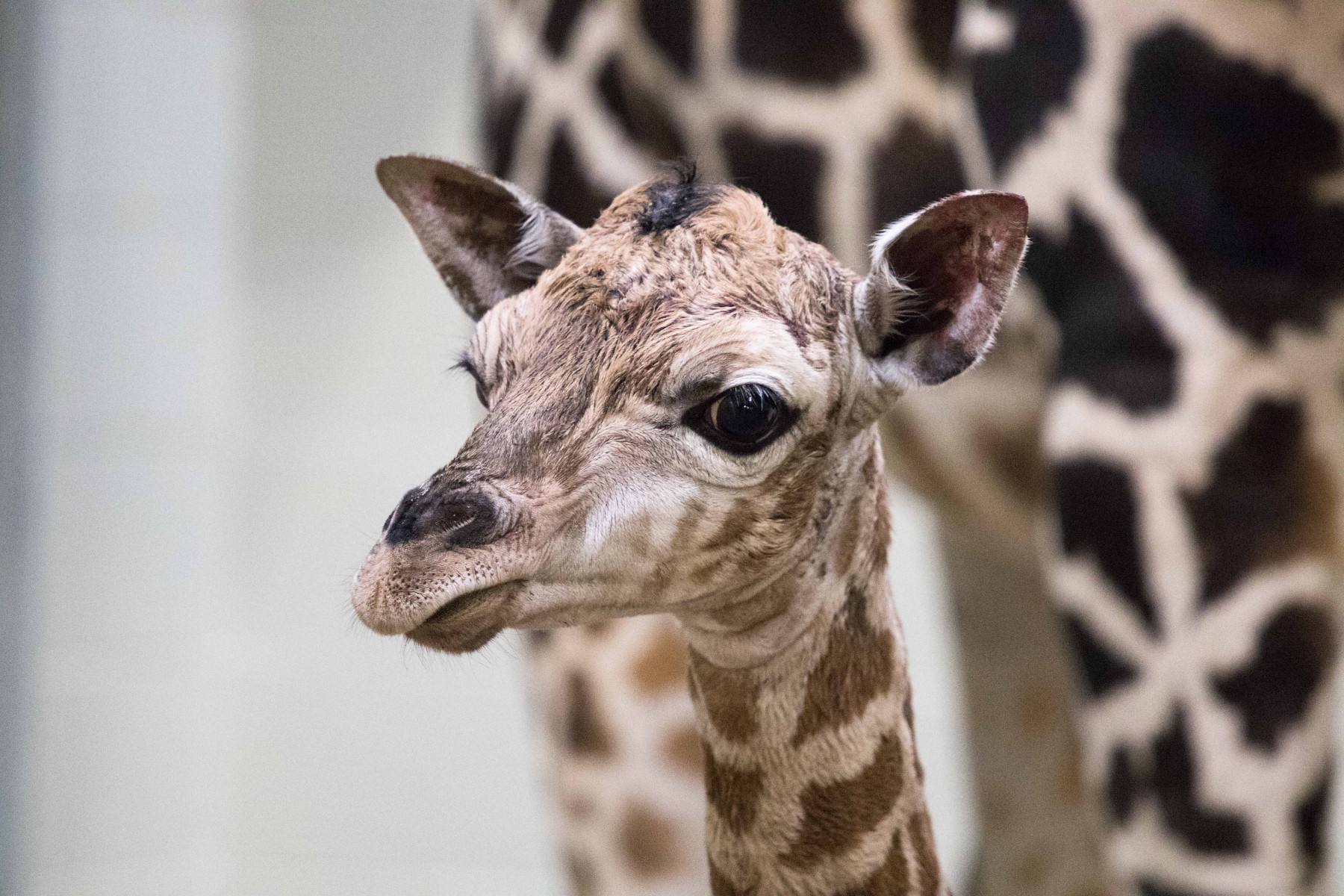 Audubon Nature Institute Starts Off New Year with Giraffe Birth at ...