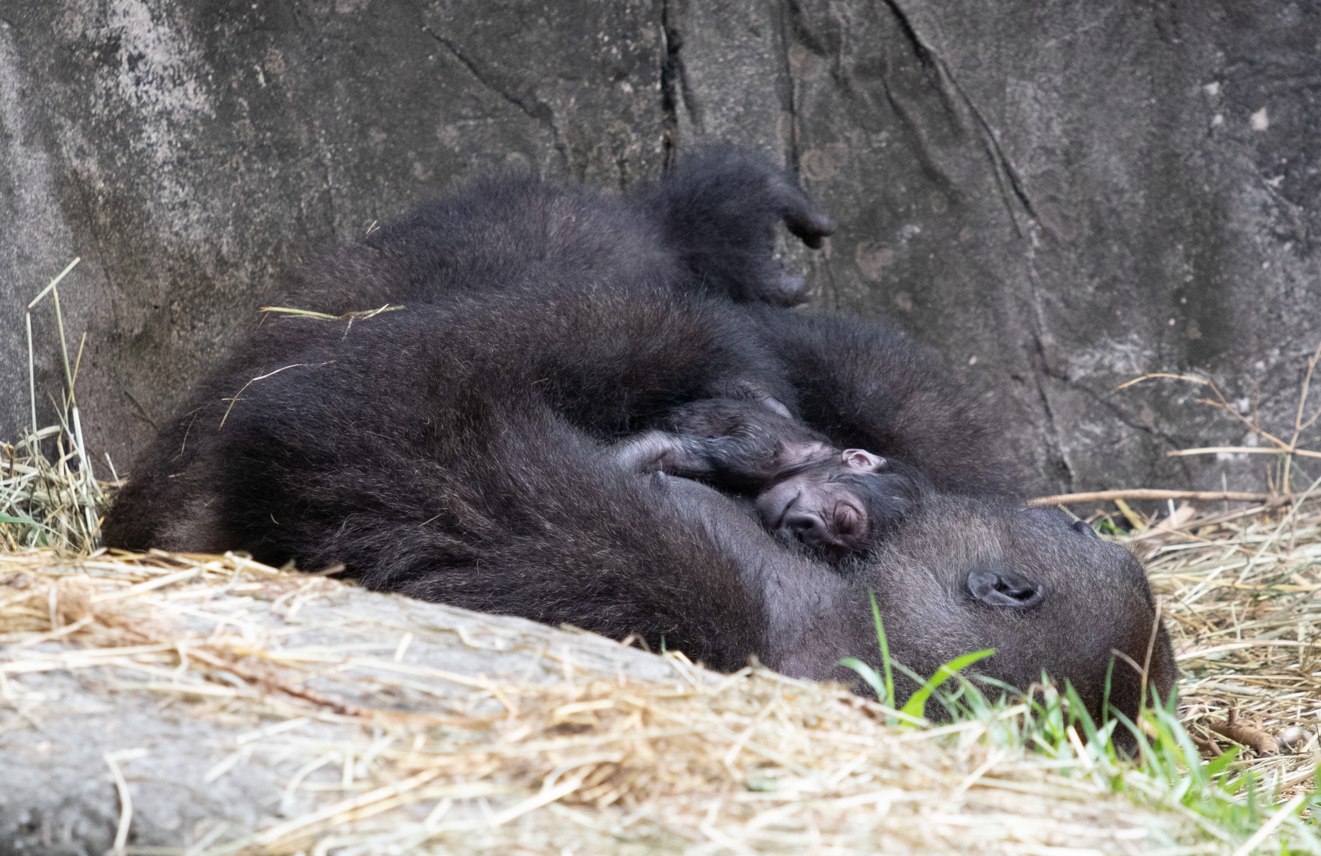 Audubon Zoo Welcomes Critically Endangered Gorilla Baby