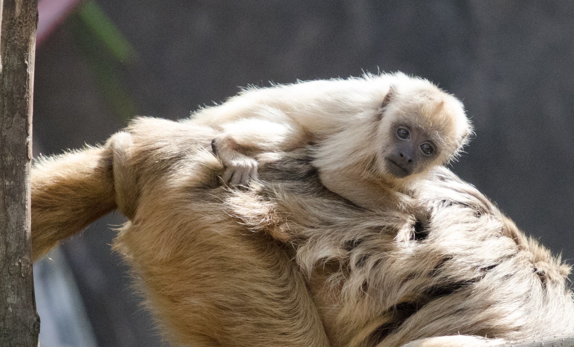 Howler Monkey Baby Delivered By Caesarian Section At Audubon Zoo