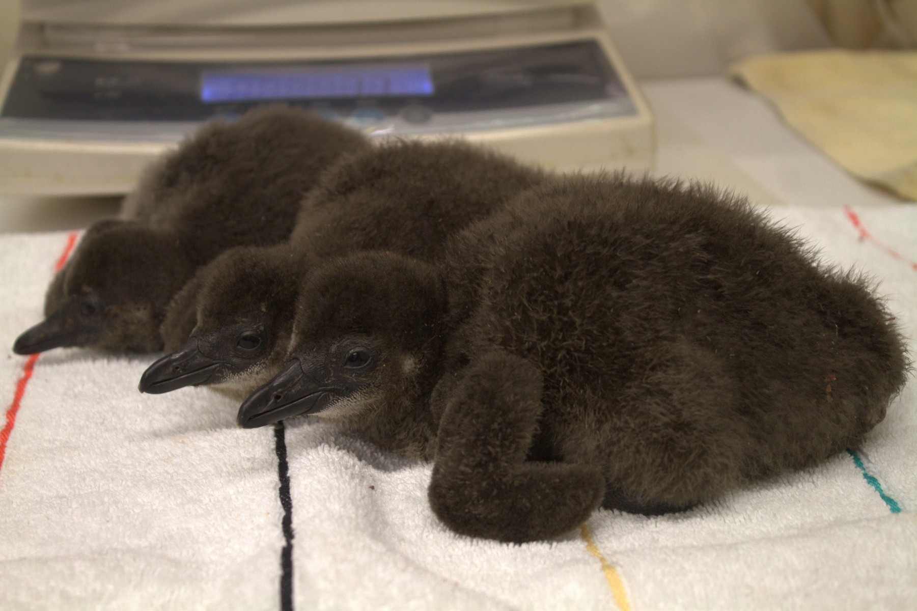 Successful Breeding Program Leads to a Significant Penguin Move
