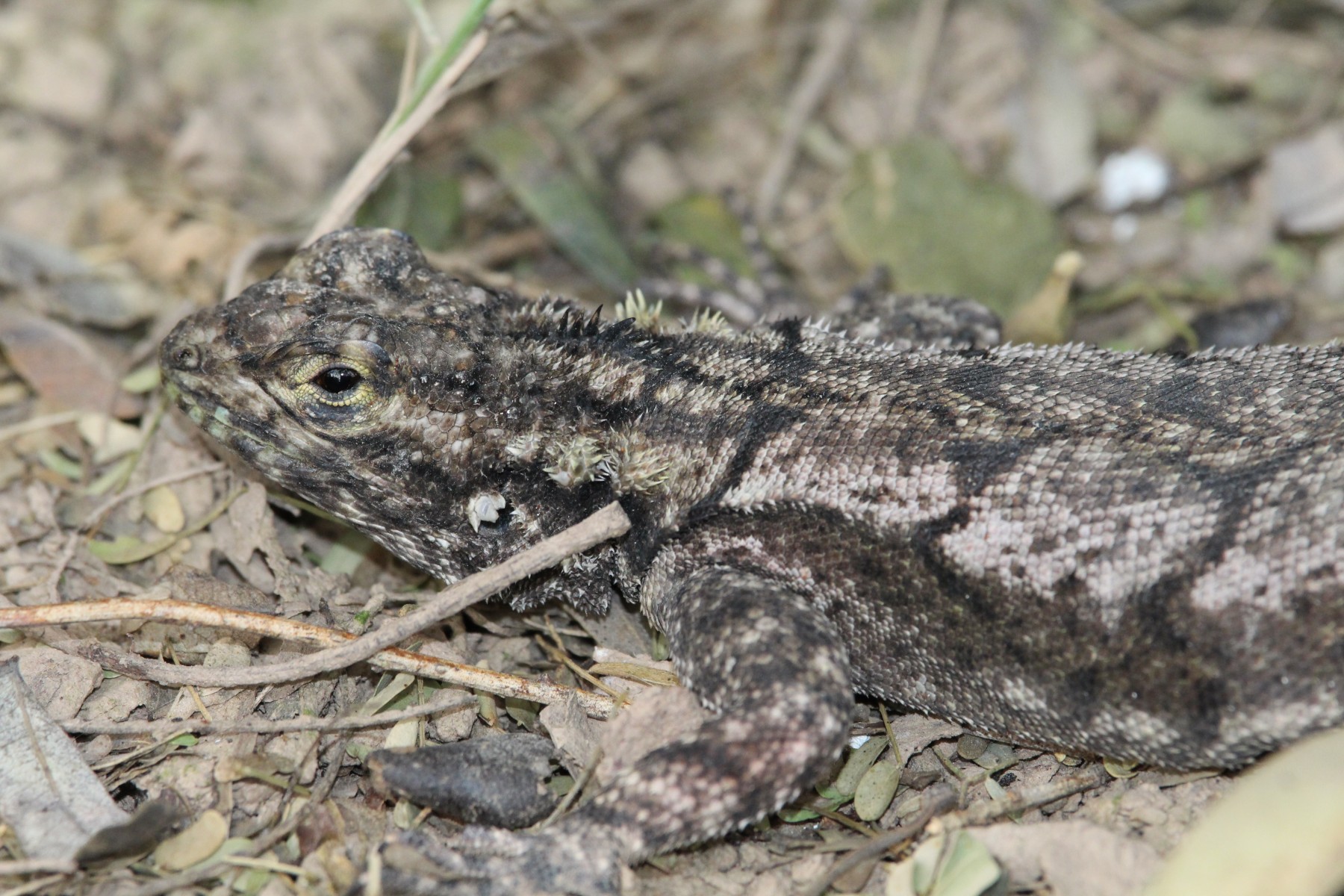 Spiny lizard