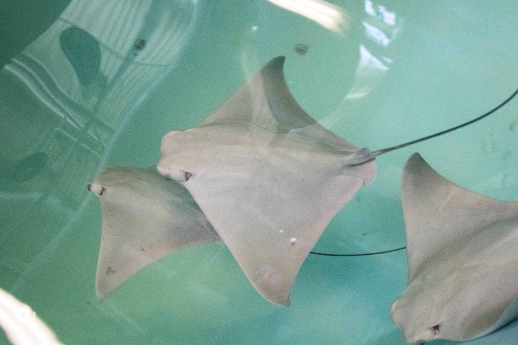 It's All Smiles at Audubon Aquarium! Trio of Cownose Ray Pups Born in ...