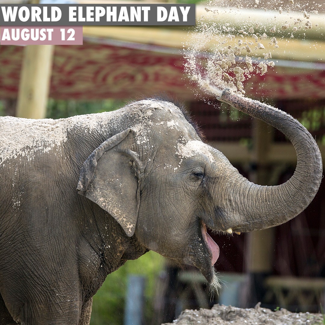 Audubon Zoo Raises Awareness on World Elephant Day
