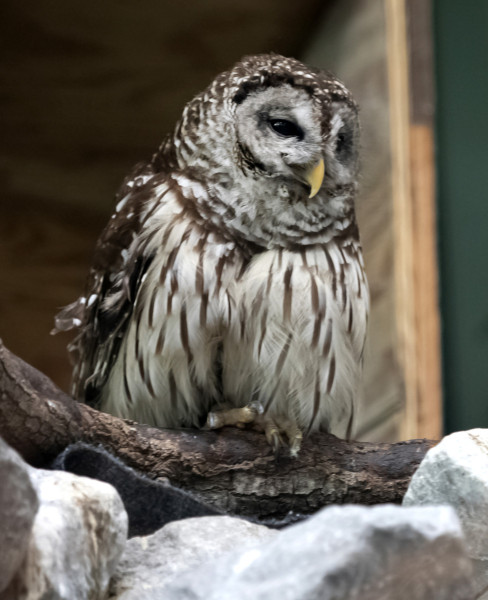 Audubon Aquarium Mourns Loss of Popular Owl