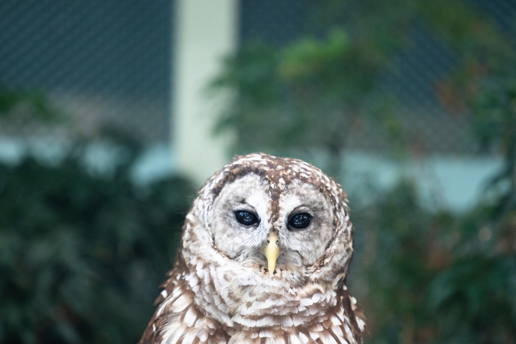 Audubon Aquarium Mourns Loss of Popular Owl
