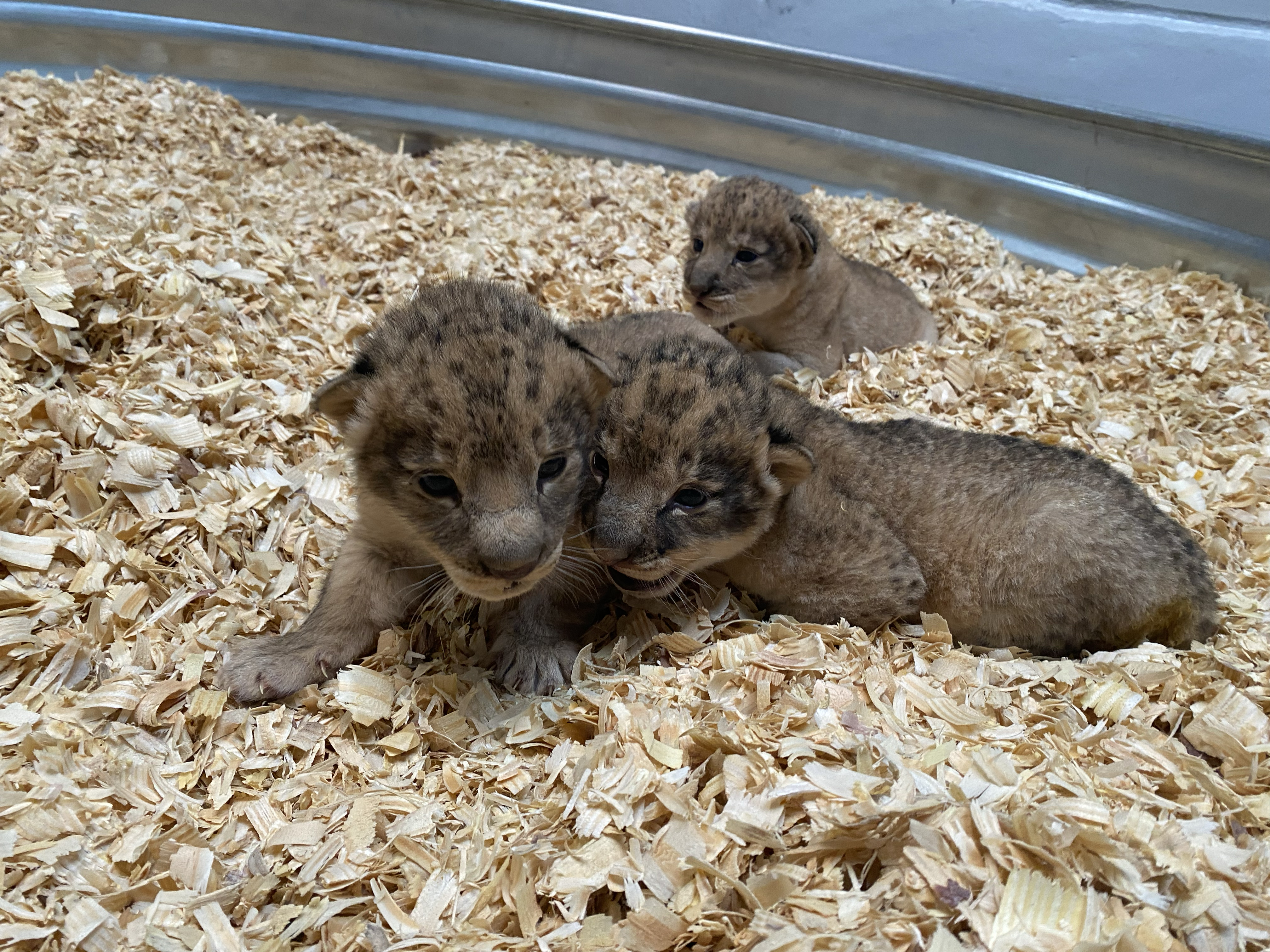 Audubon Zoo Welcomes Three African Lion Cubs