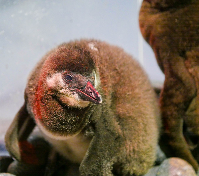 Audubon Aquarium Welcomes Two Penguin Chicks