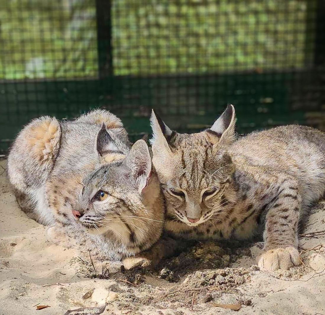 Audubon Zoo Welcomes Bobcat Kittens