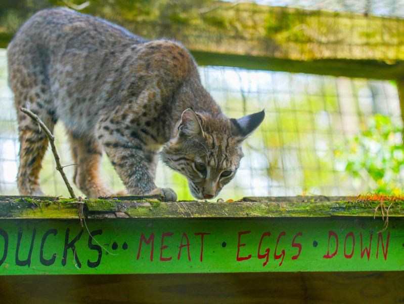Audubon Zoo Welcomes Bobcat Kittens