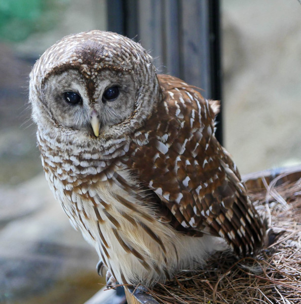 Audubon Aquarium Mourns Loss of Popular Owl