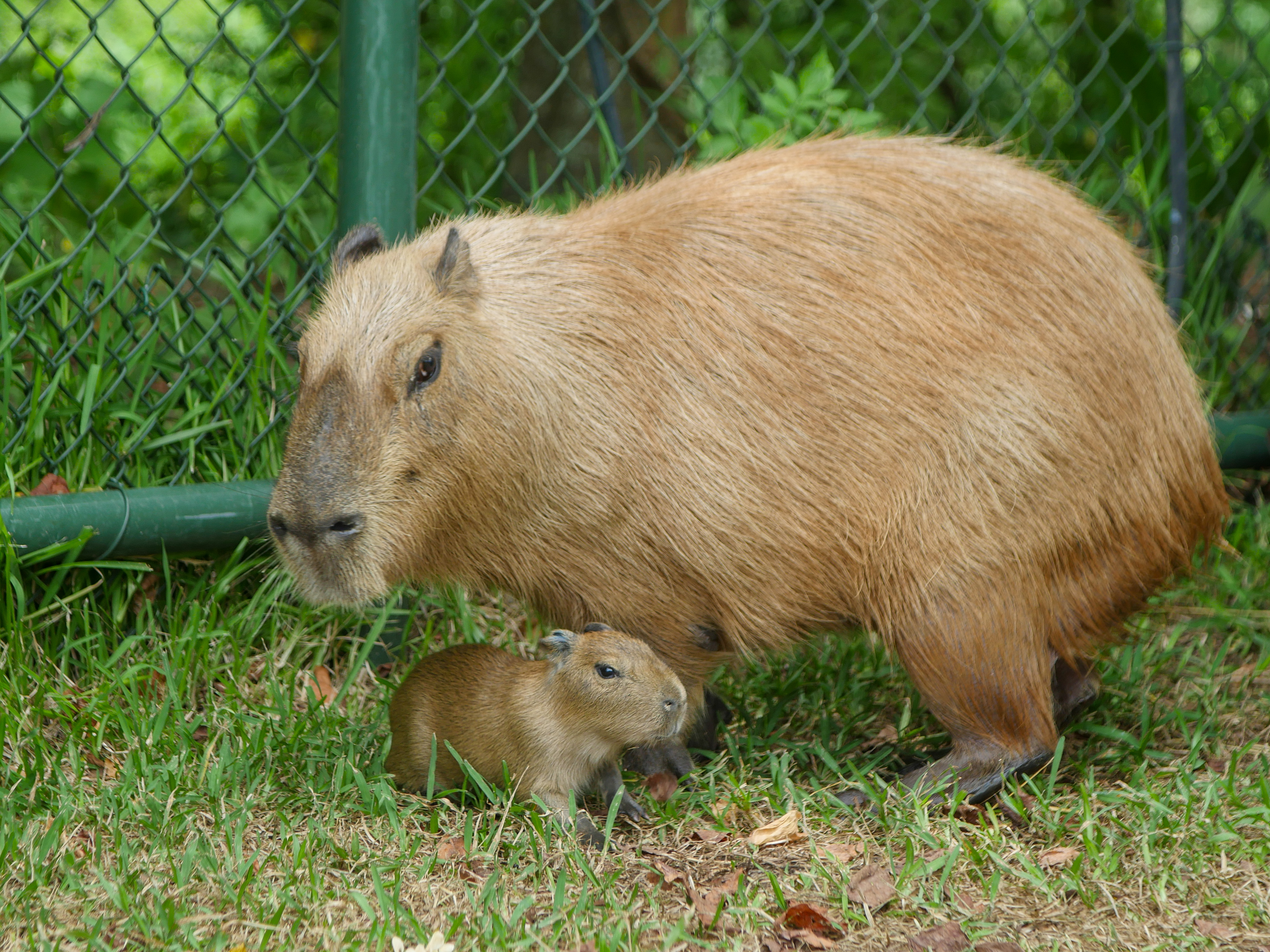 Audubon Zoo Welcomes Baby Capybara
