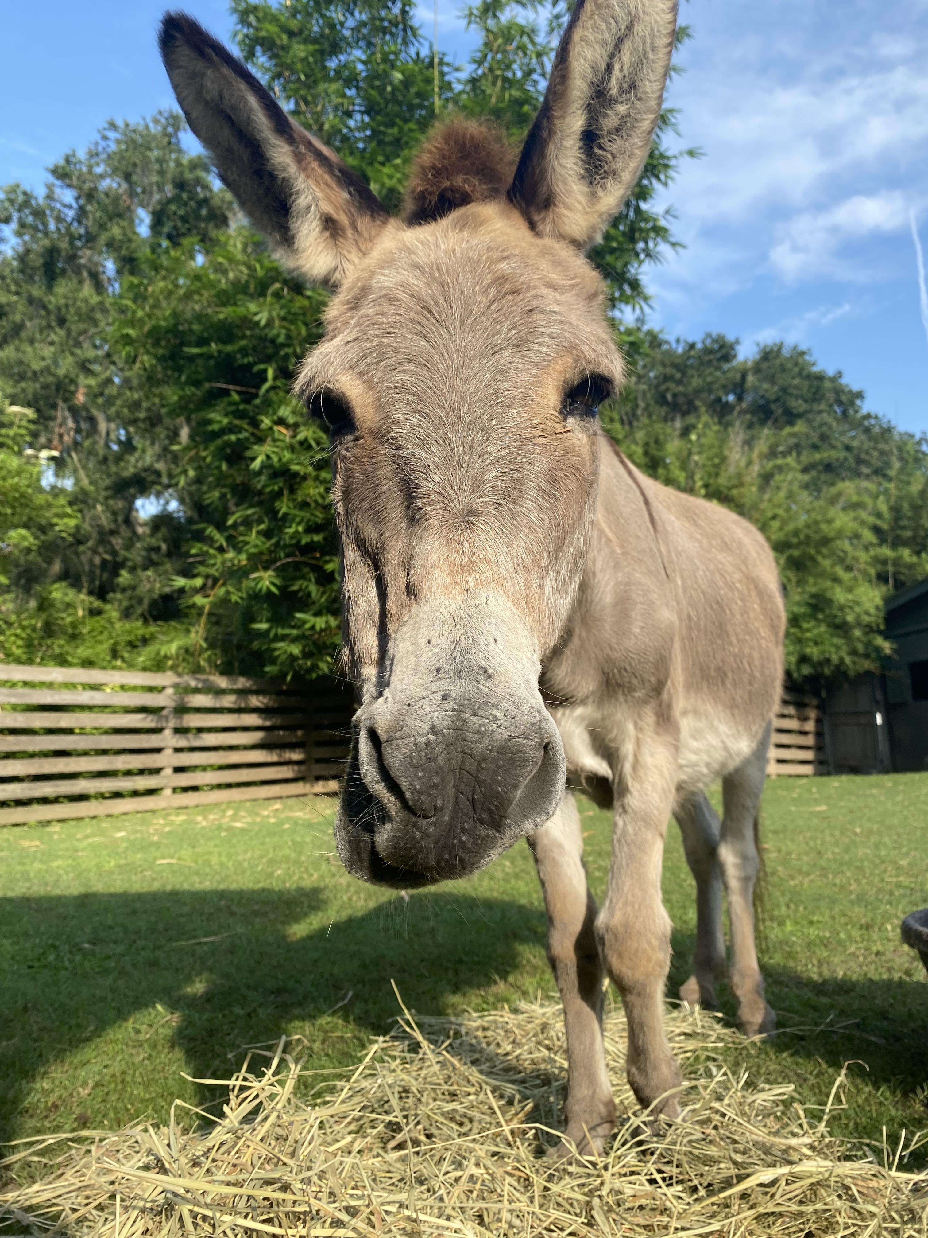 Audubon Mourns Loss of Sicilian Donkey