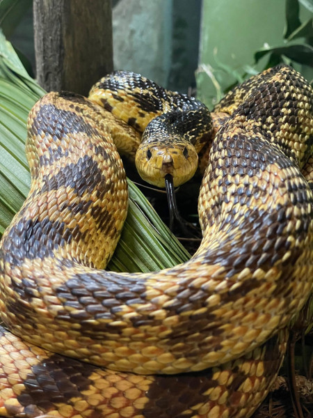 Audubon Zoo Releases Rare Snakes in Bid to Conserve the Species