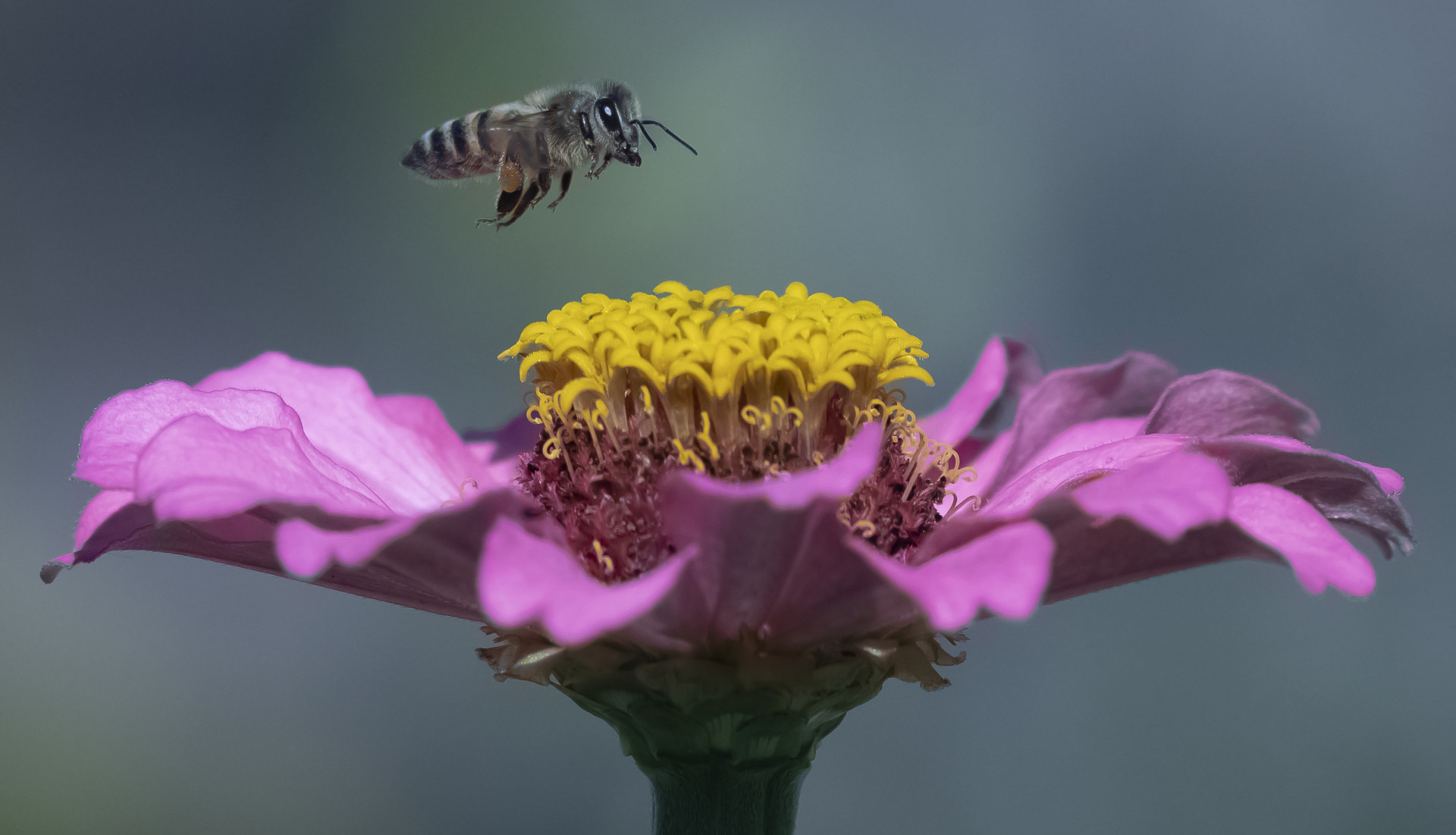 Pollination Celebration at Audubon Insectarium