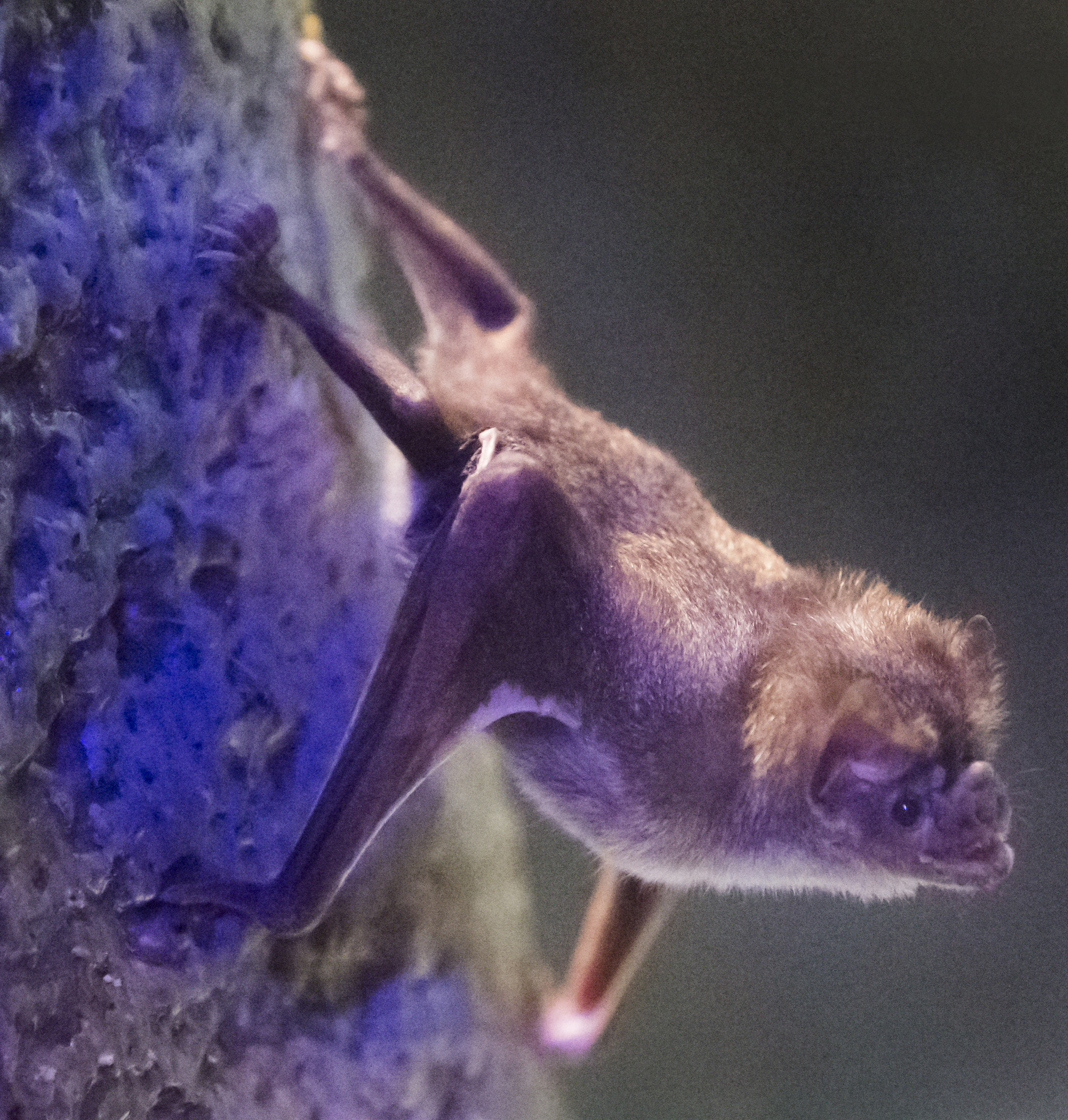Jaguar Jungle Expansion Featuring Nocturnal "Bat House'' Opens Friday ...
