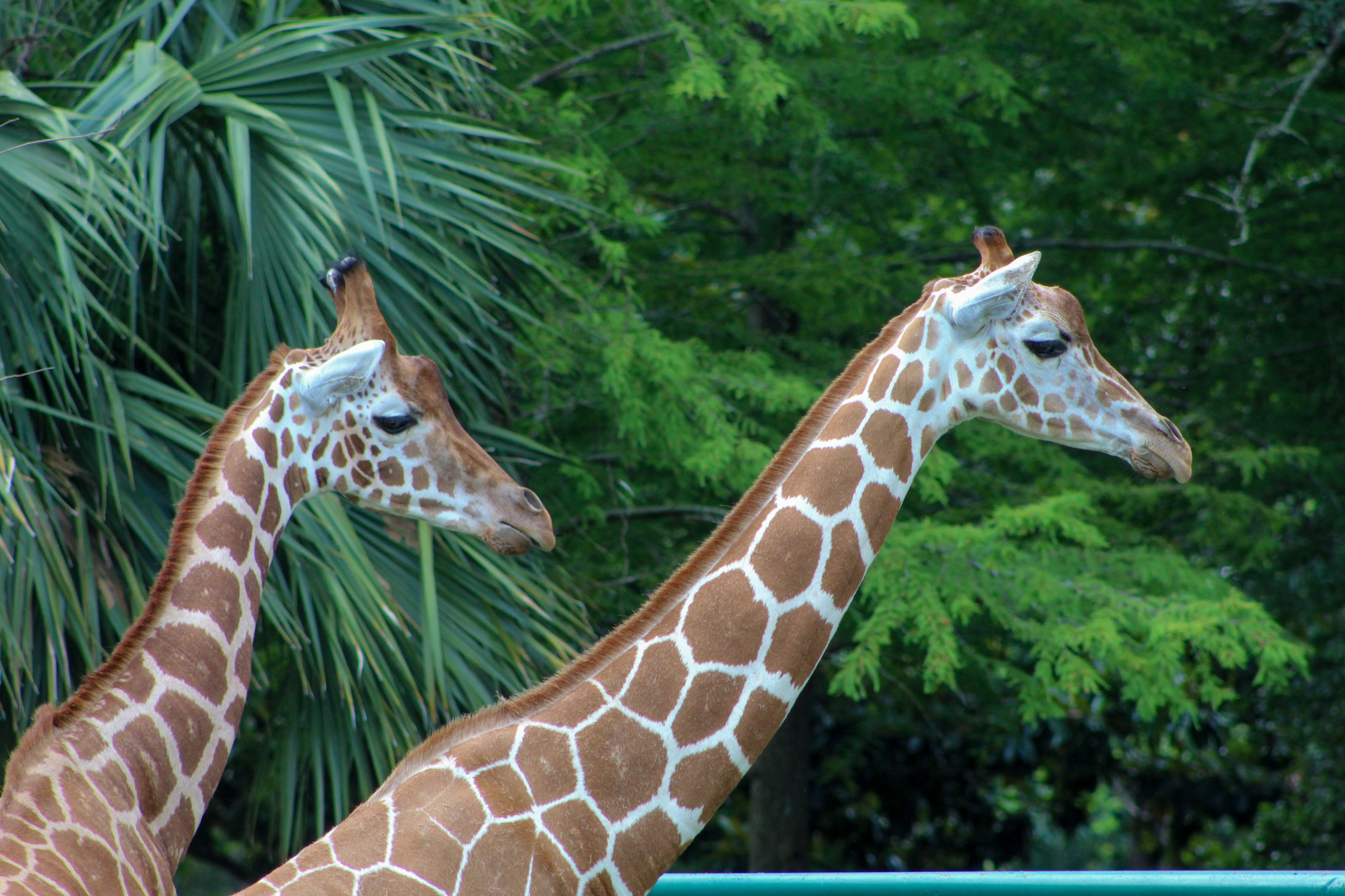 Celebrating World Giraffe Day at Audubon Zoo
