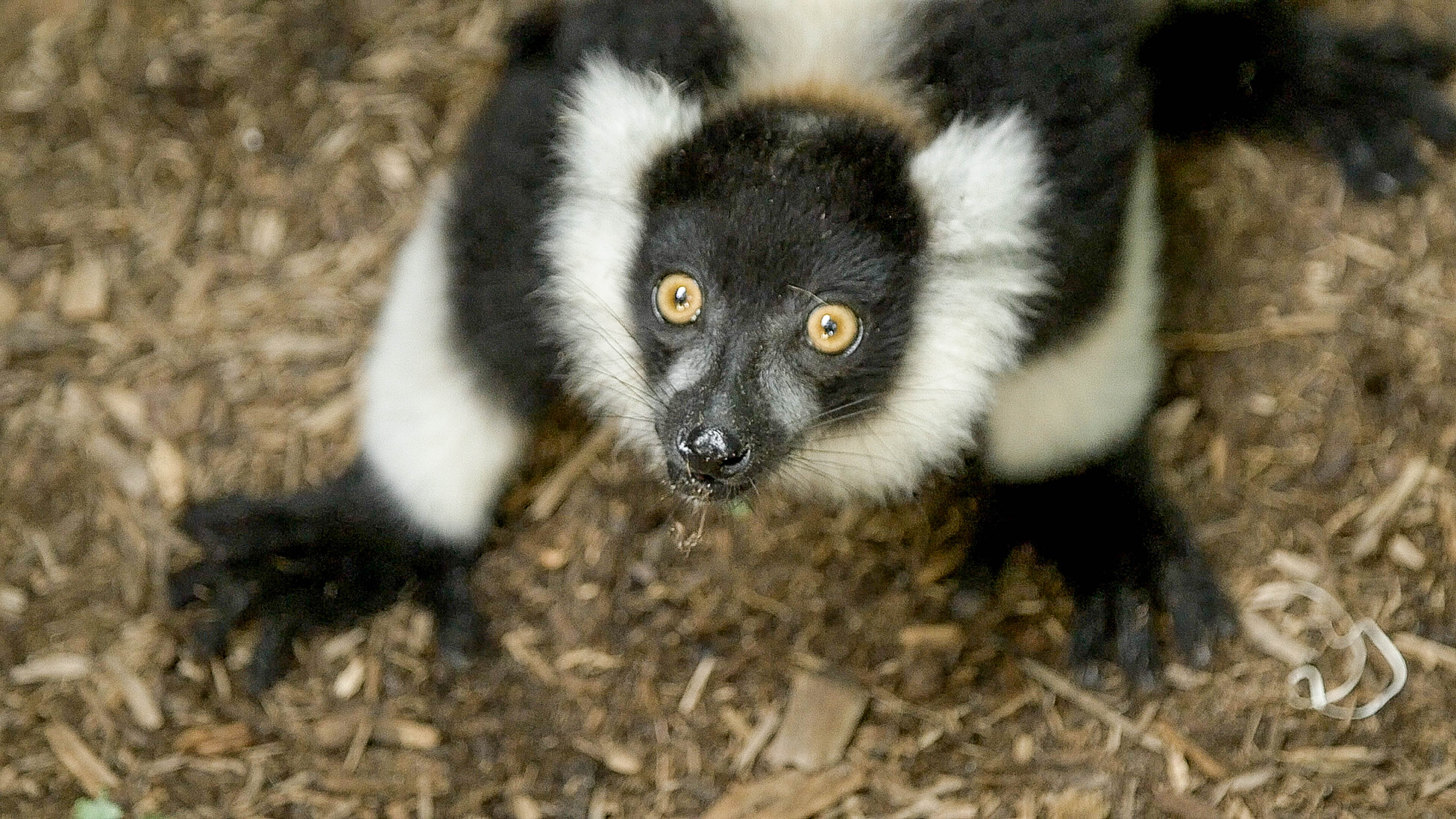 New Baby Lemurs Welcomed at Audubon Zoo
