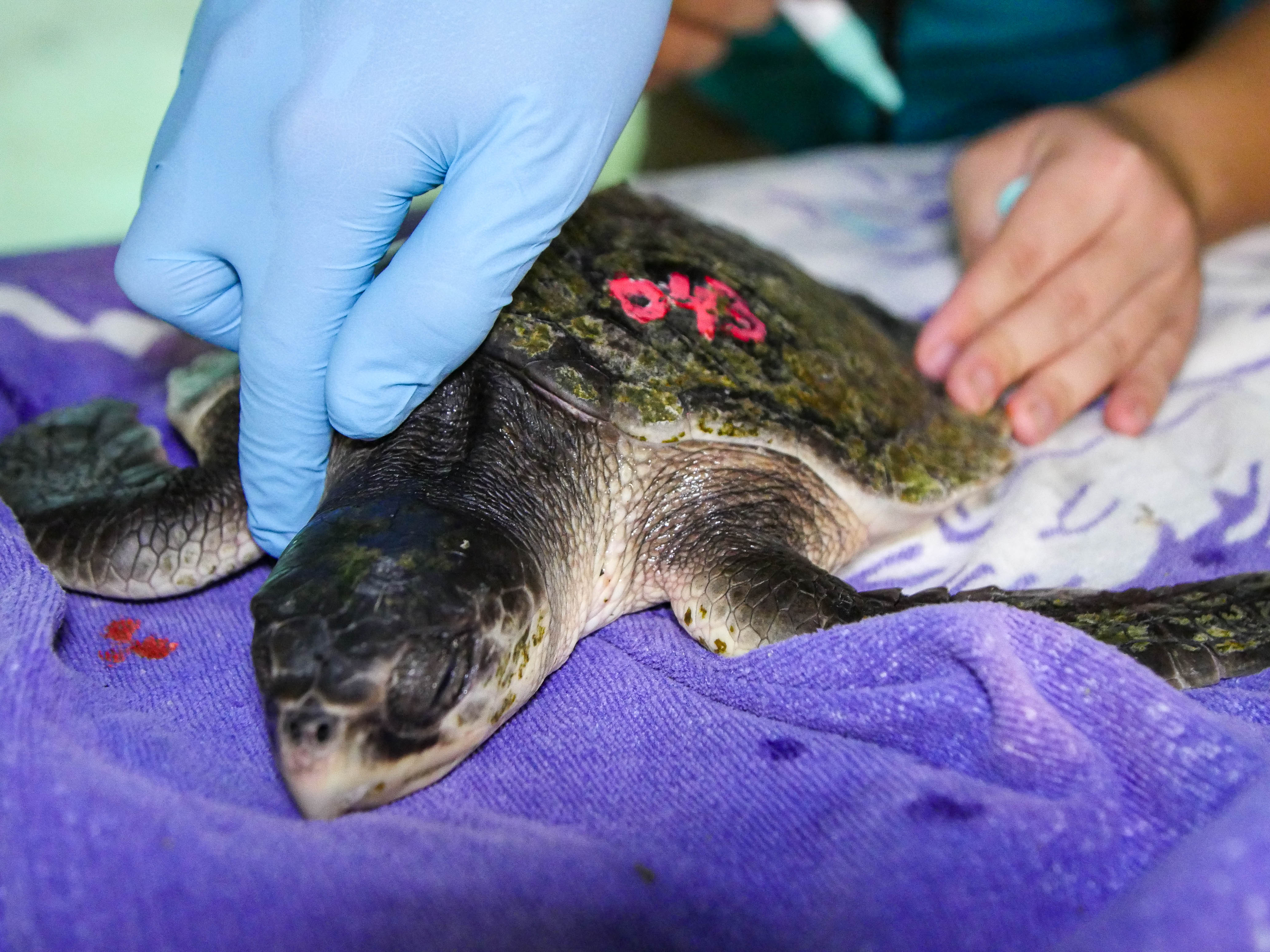 Critically Endangered Sea Turtles Arrive at Audubon for Care