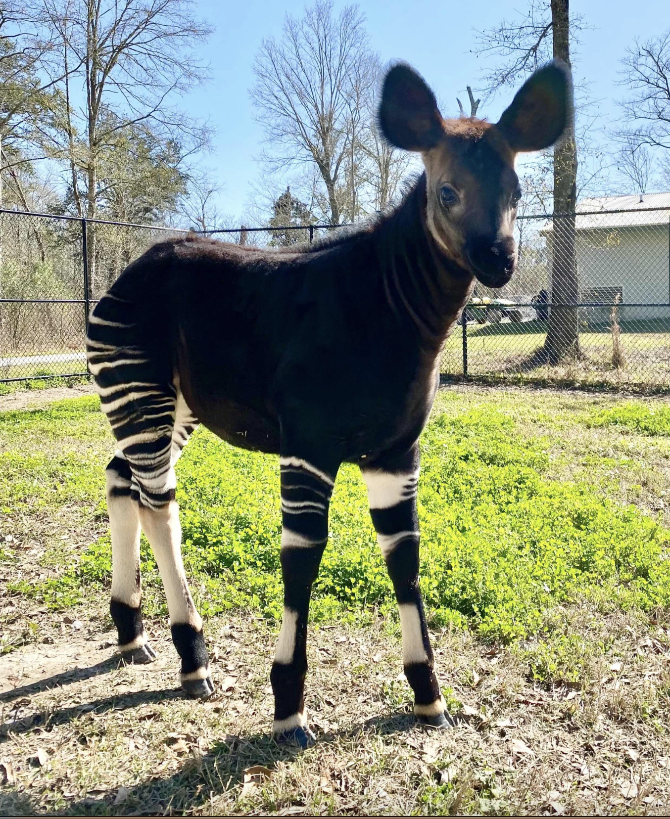 Audubon Mourns Loss of Rare Okapi Calf