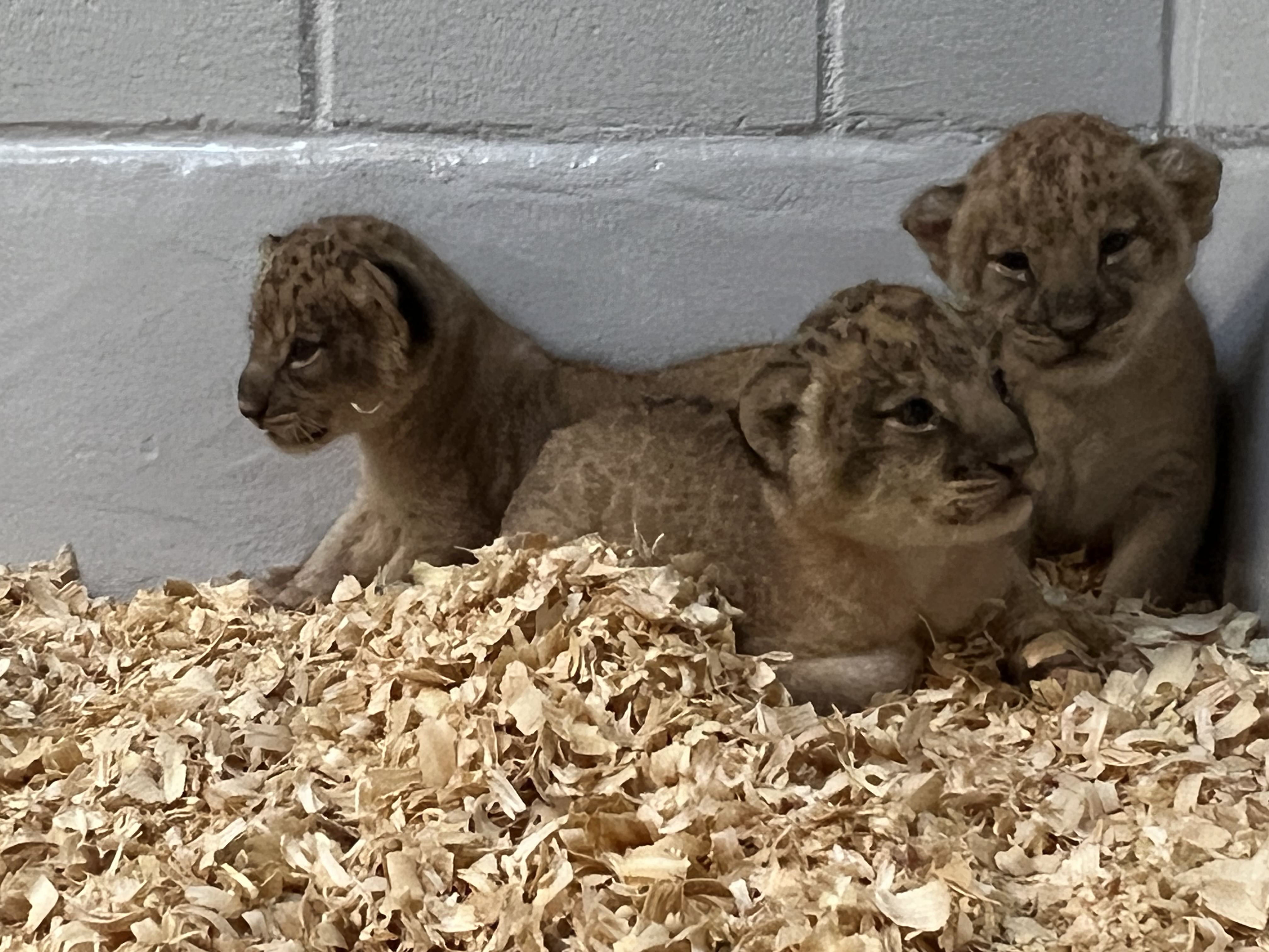 Audubon Zoo Reveals Genders of Lion Cubs