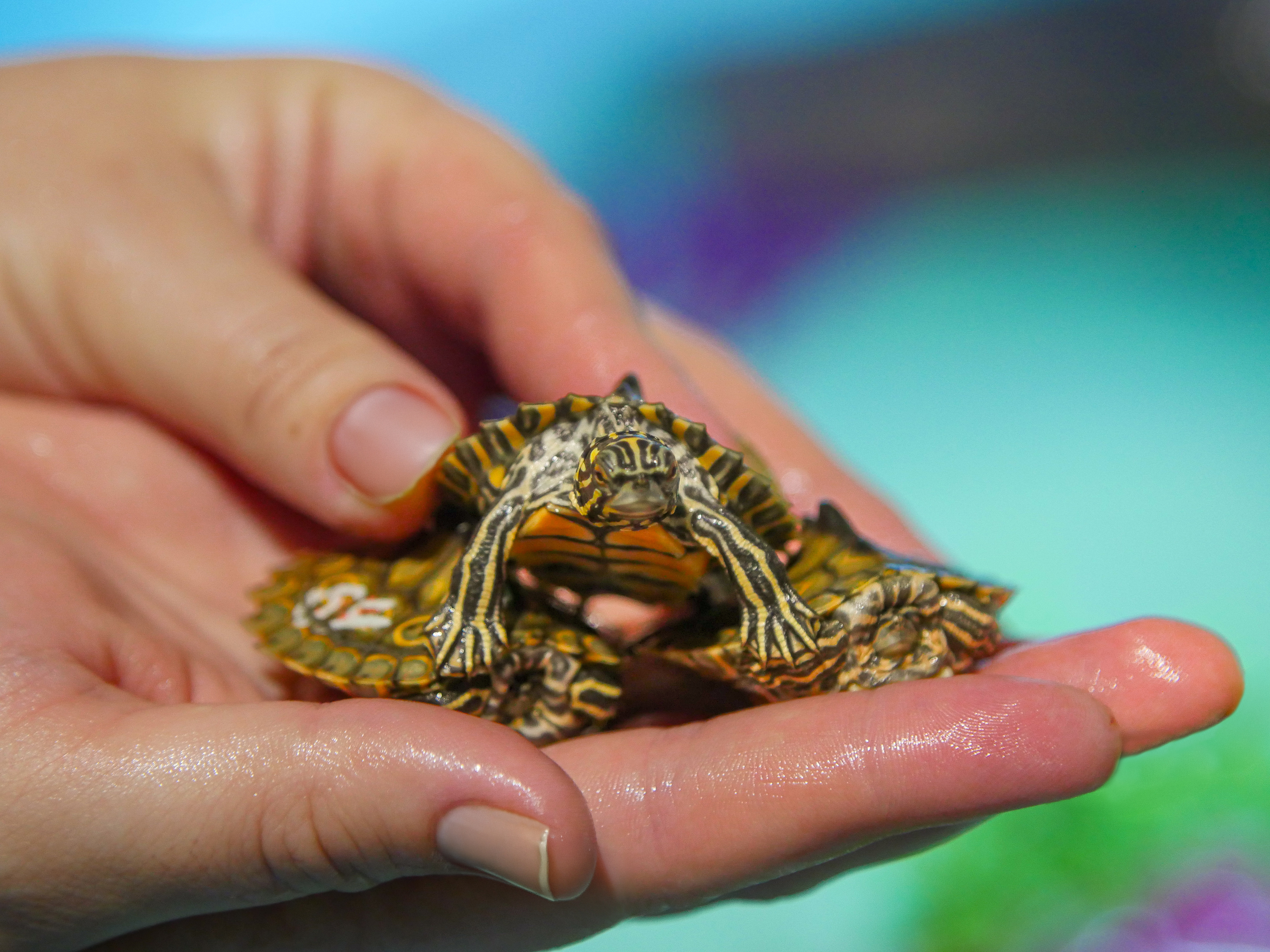 Audubon Aquarium Gives Rare Turtles Head Start
