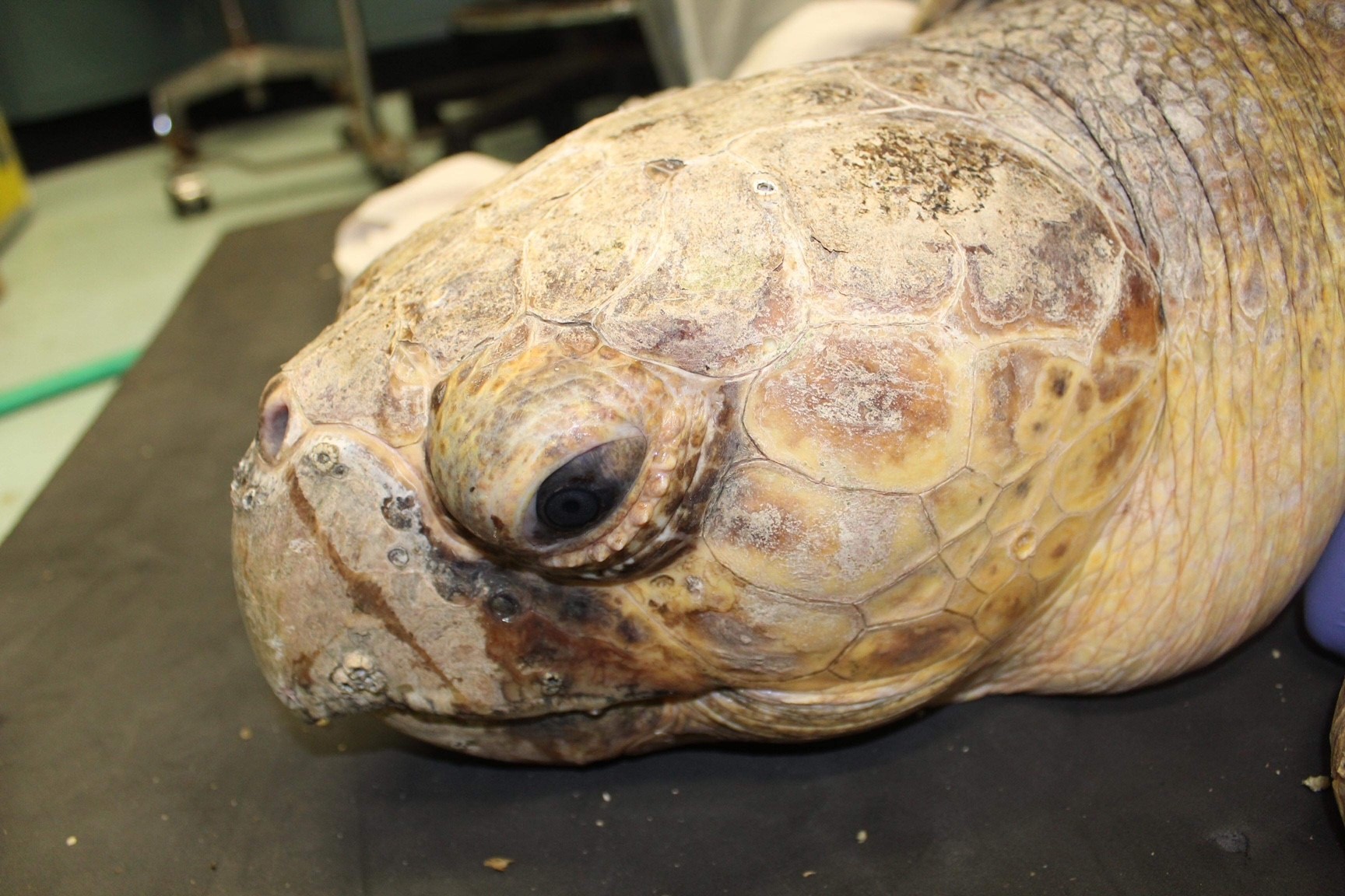 Giant Loggerhead Sea Turtle Recovering at Audubon