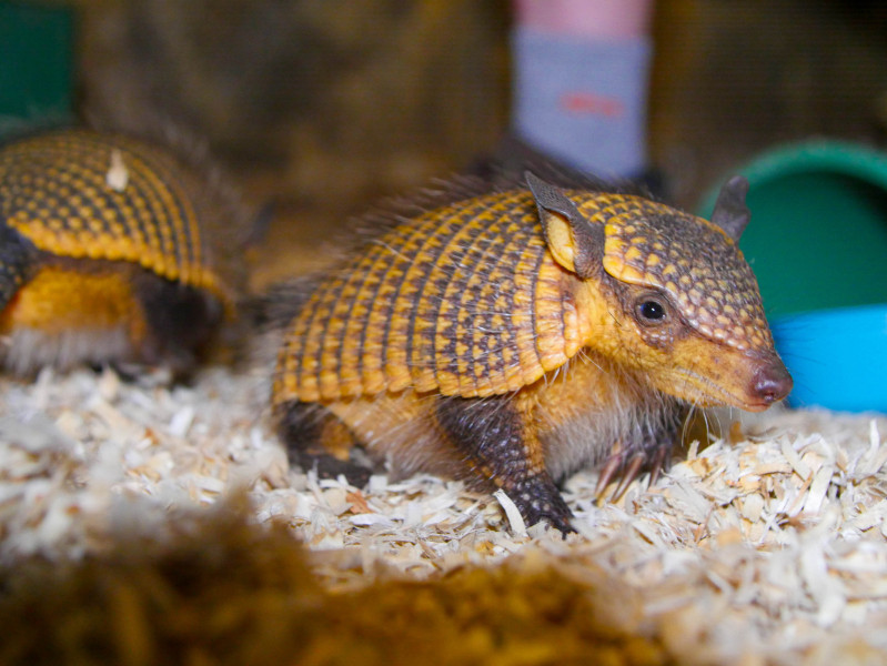 Audubon Zoo Welcomes Screaming Hairy Armadillo Pups