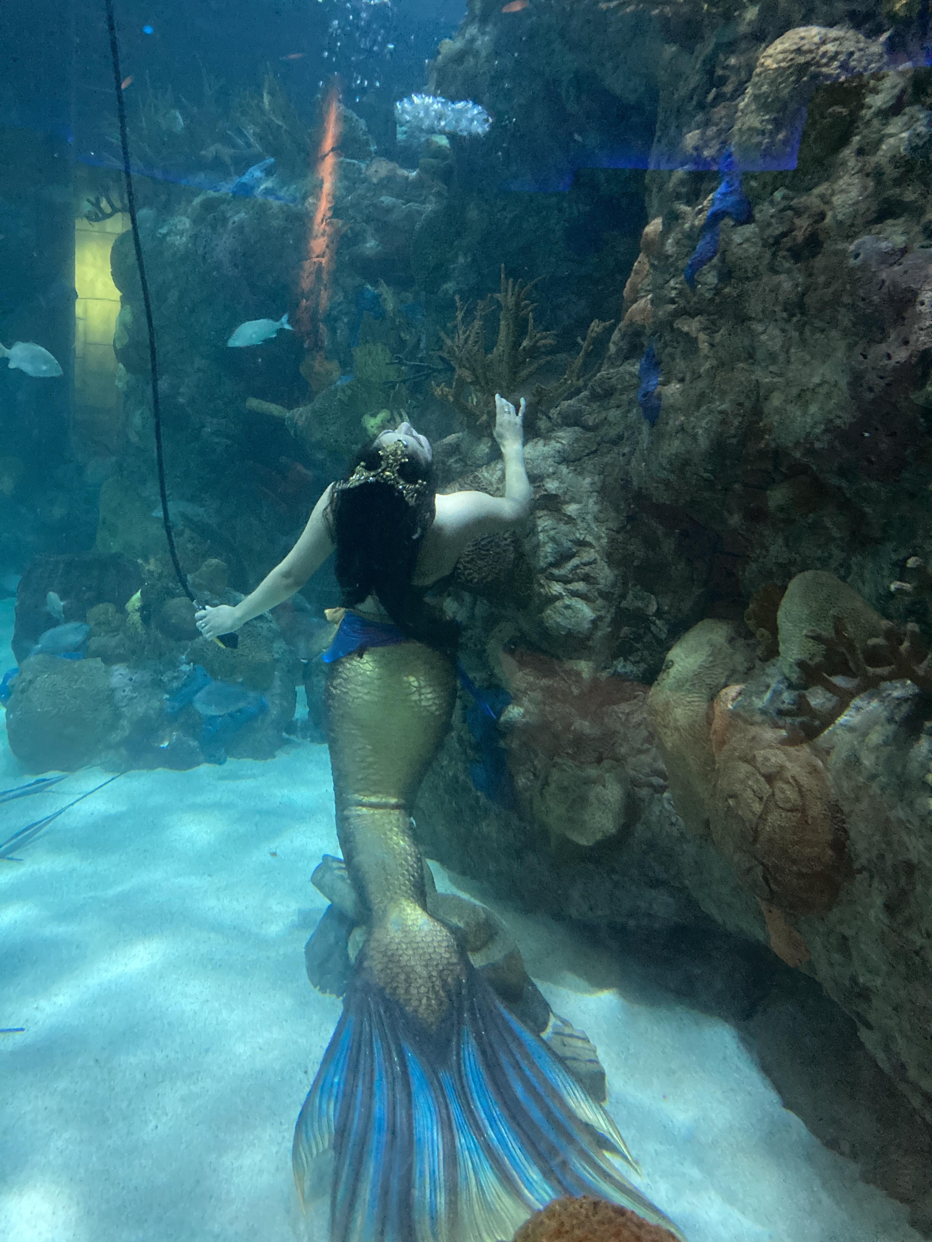 Mermaids Splash Into Audubon Aquarium