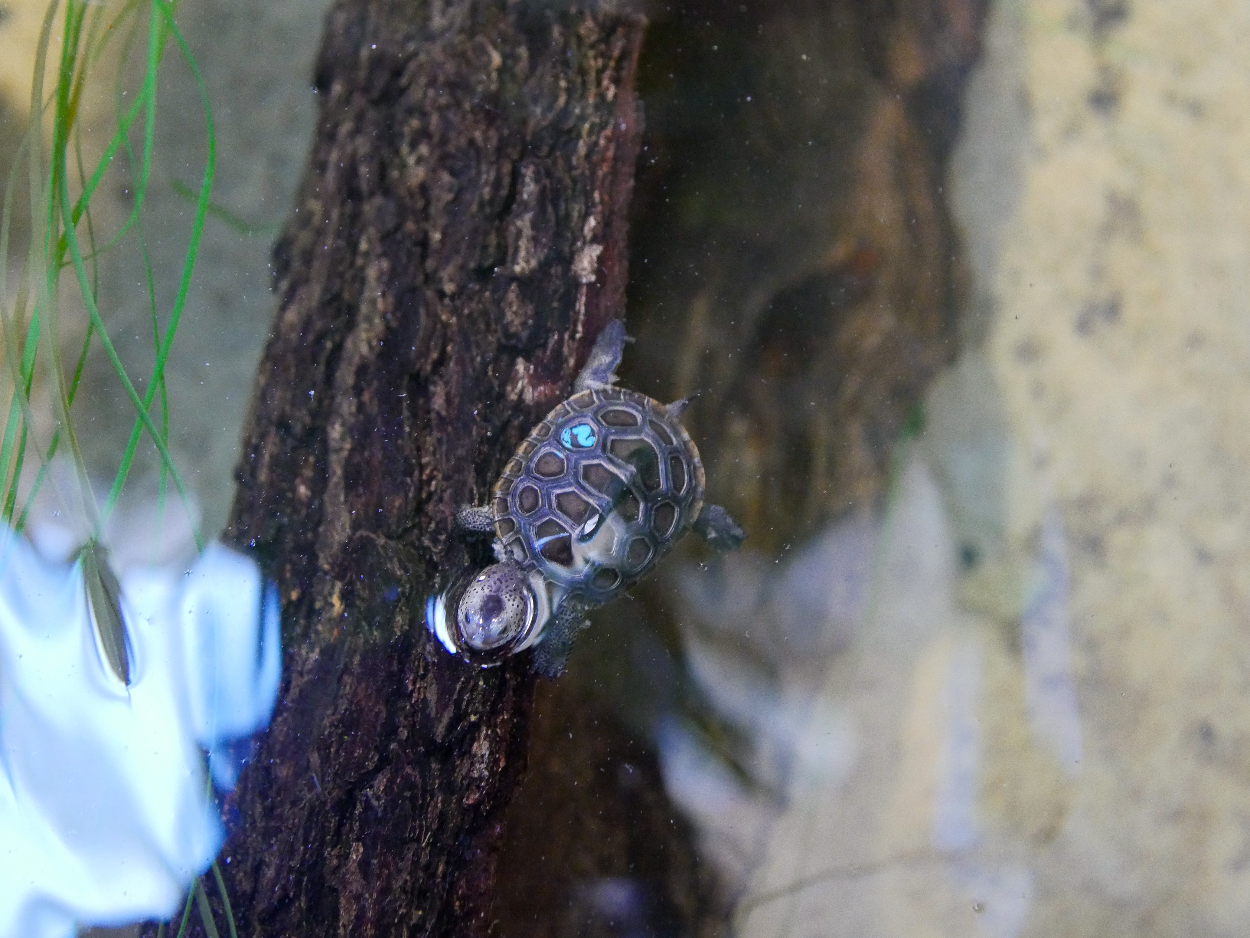 Audubon Aquarium Welcomes Diamondback Terrapins